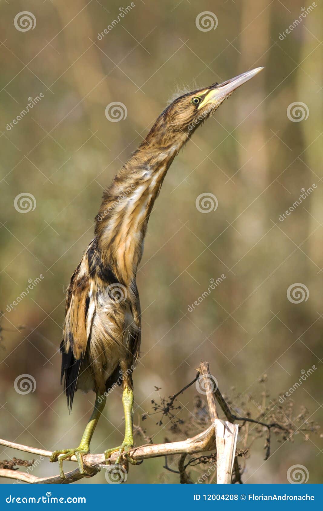 Little Bittern / Ixobrychus Minutus Stock Photo - Image of nature ...