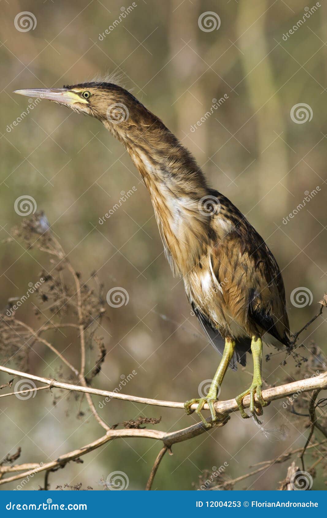 Little Bittern / Ixobrychus Minutus Stock Image - Image of ornithology ...