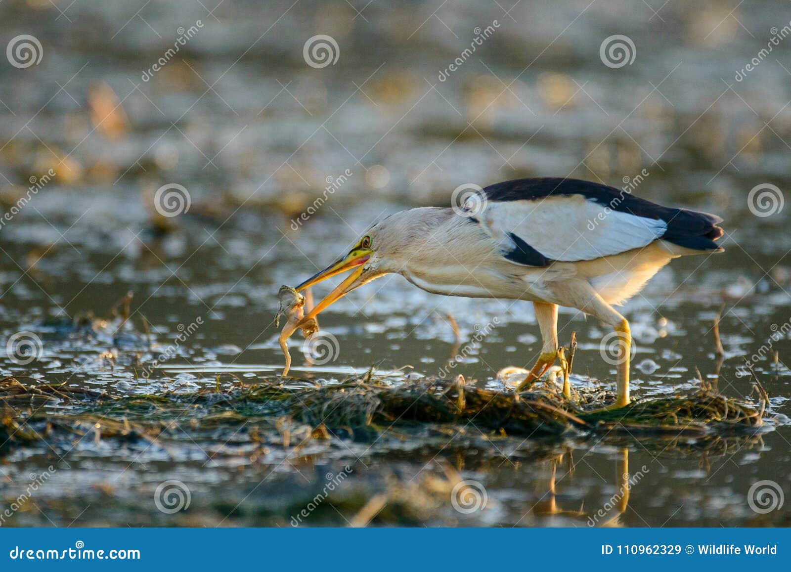 Little Bittern Ixobrychus Minutus with a Frog in Its Beak Stock Image ...