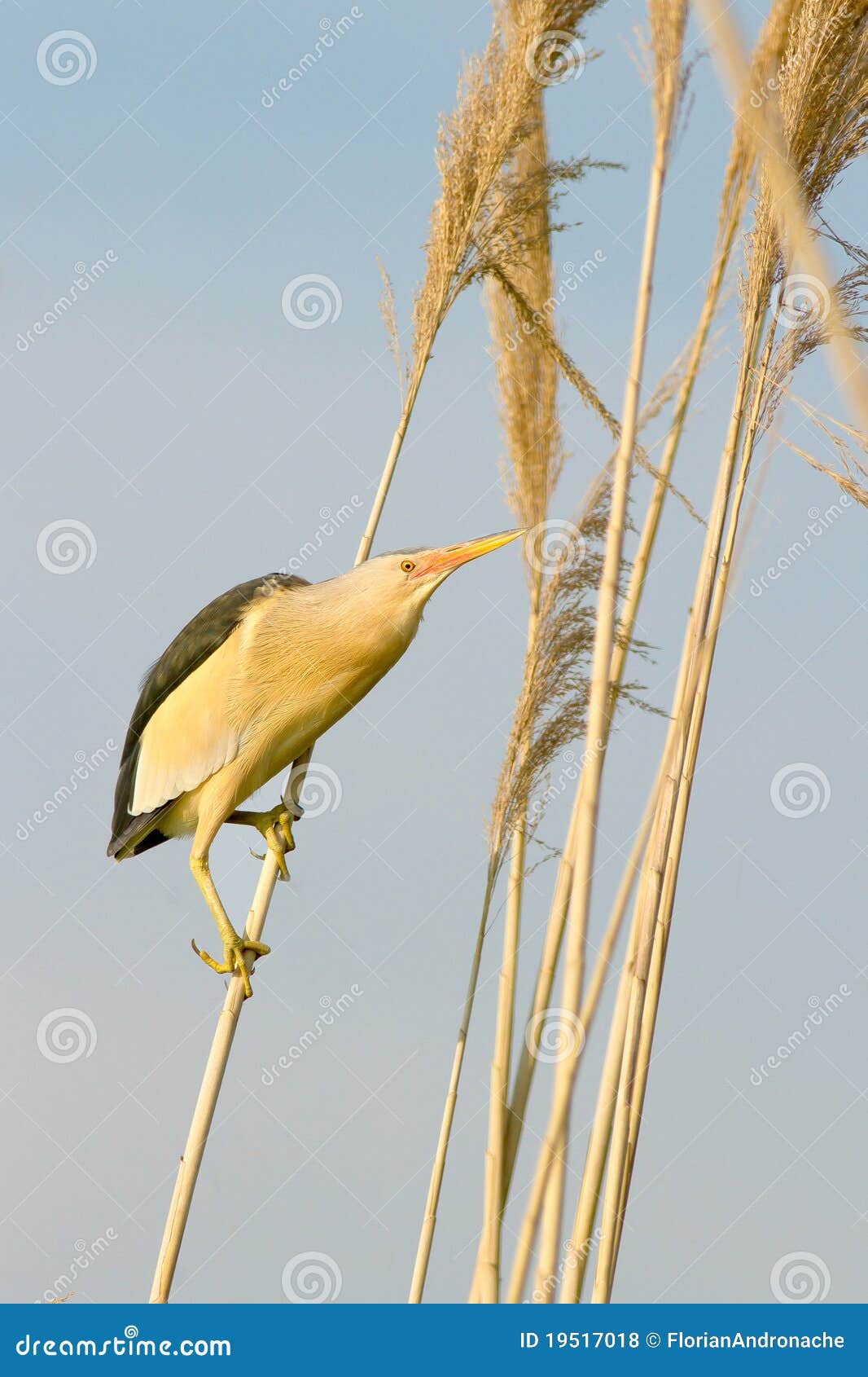 Little Bittern, Male / Ixobrychus Stock Photo - Image of outdoors ...