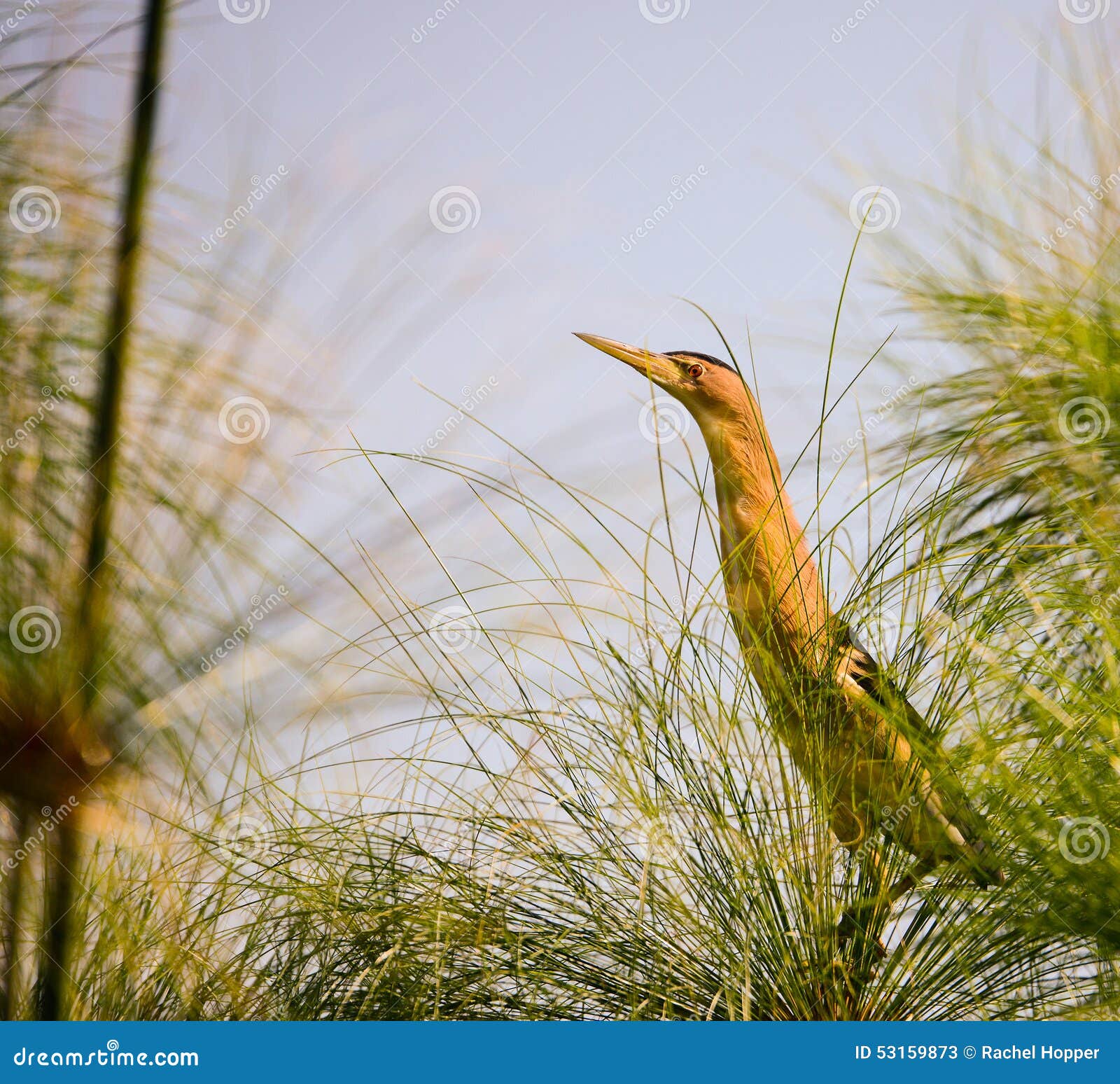 Little Bittern in a Papyrus Swamp in Uganda Stock Image - Image of reed ...