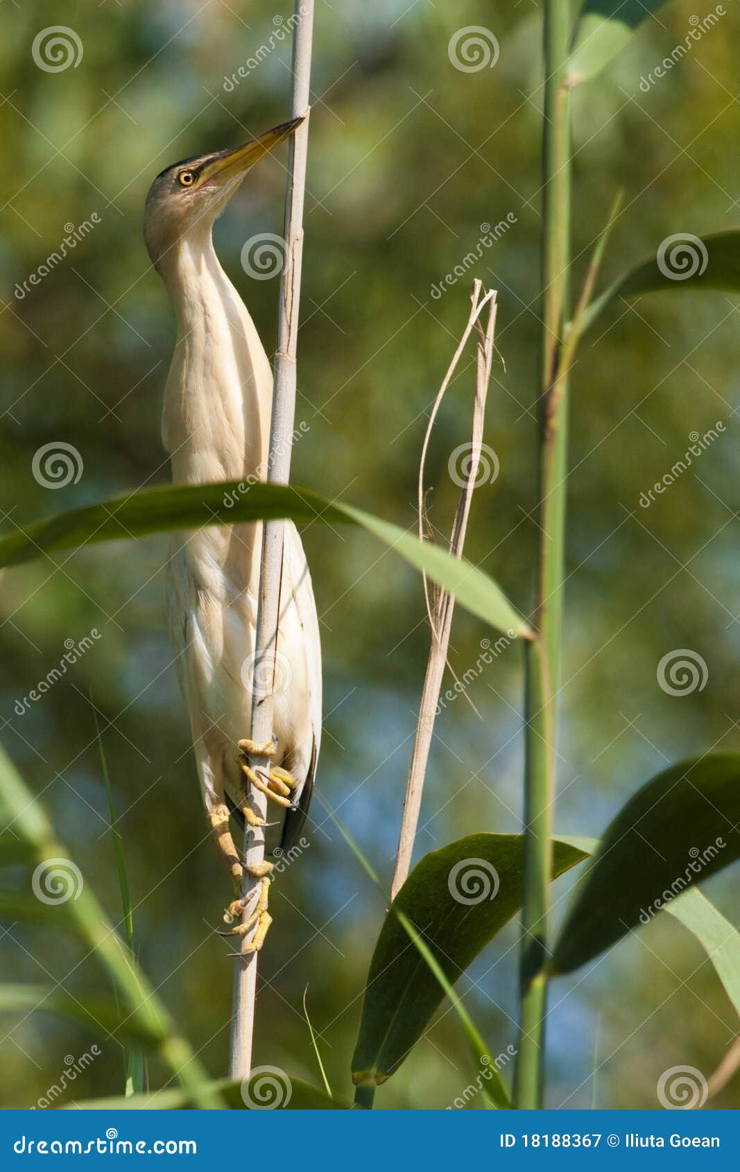 Little Bittern on Reed stock image. Image of ixobrychus - 18188367