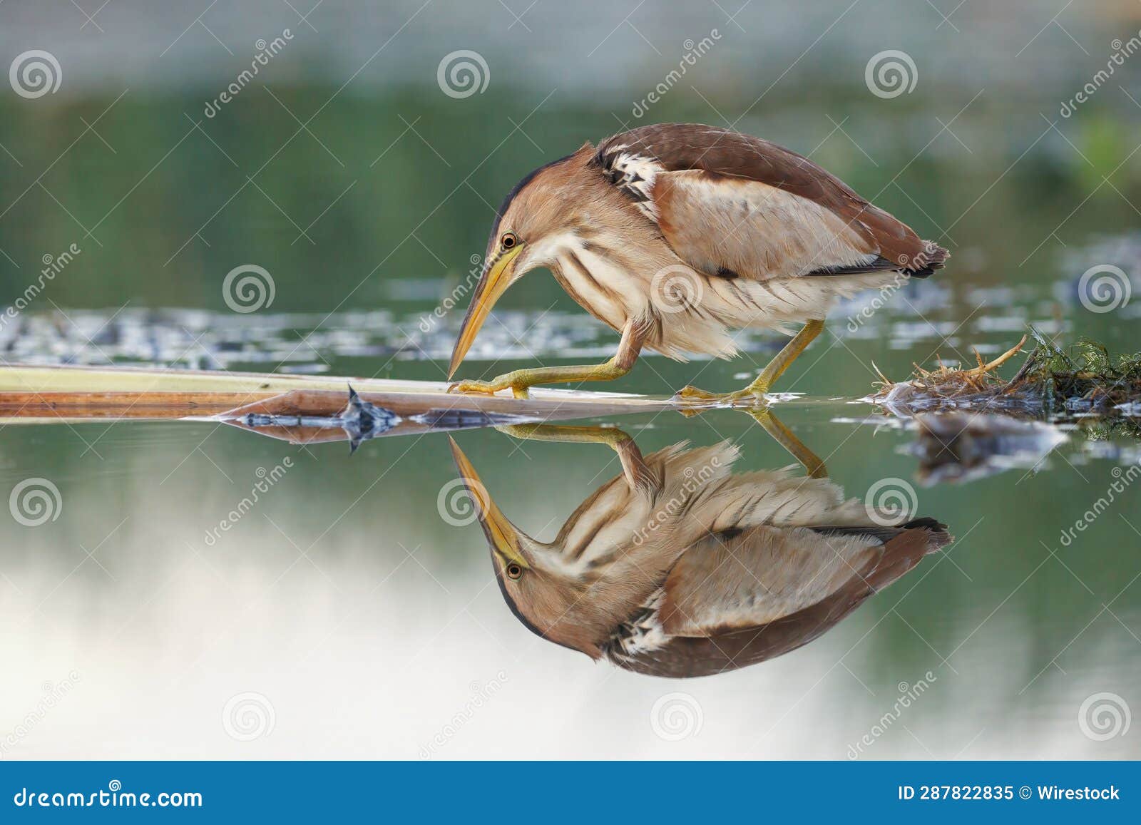 Little Bittern Standing in Shallow Water, Its Reflection Mirrored in ...