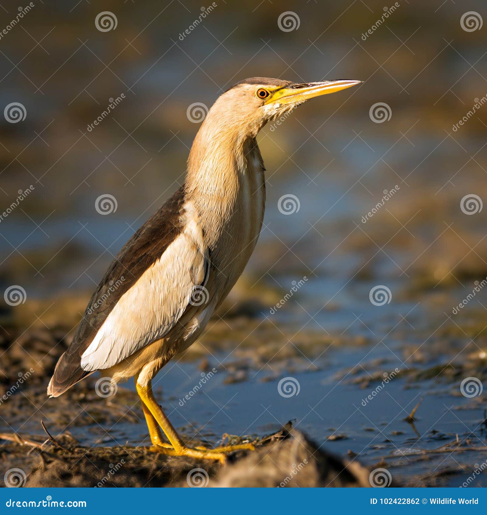 Little Bittern Standing in the Water and Looking at the Camera Stock ...