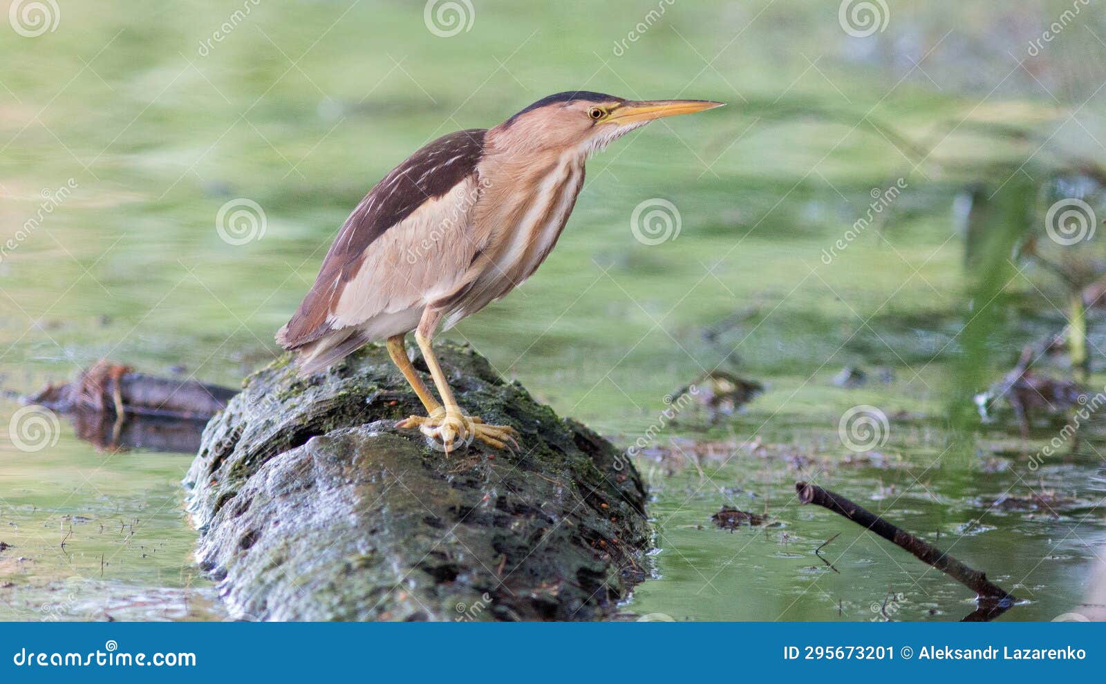 Little Bittern Stands on a Log Waiting for a Victim Stock Image - Image ...