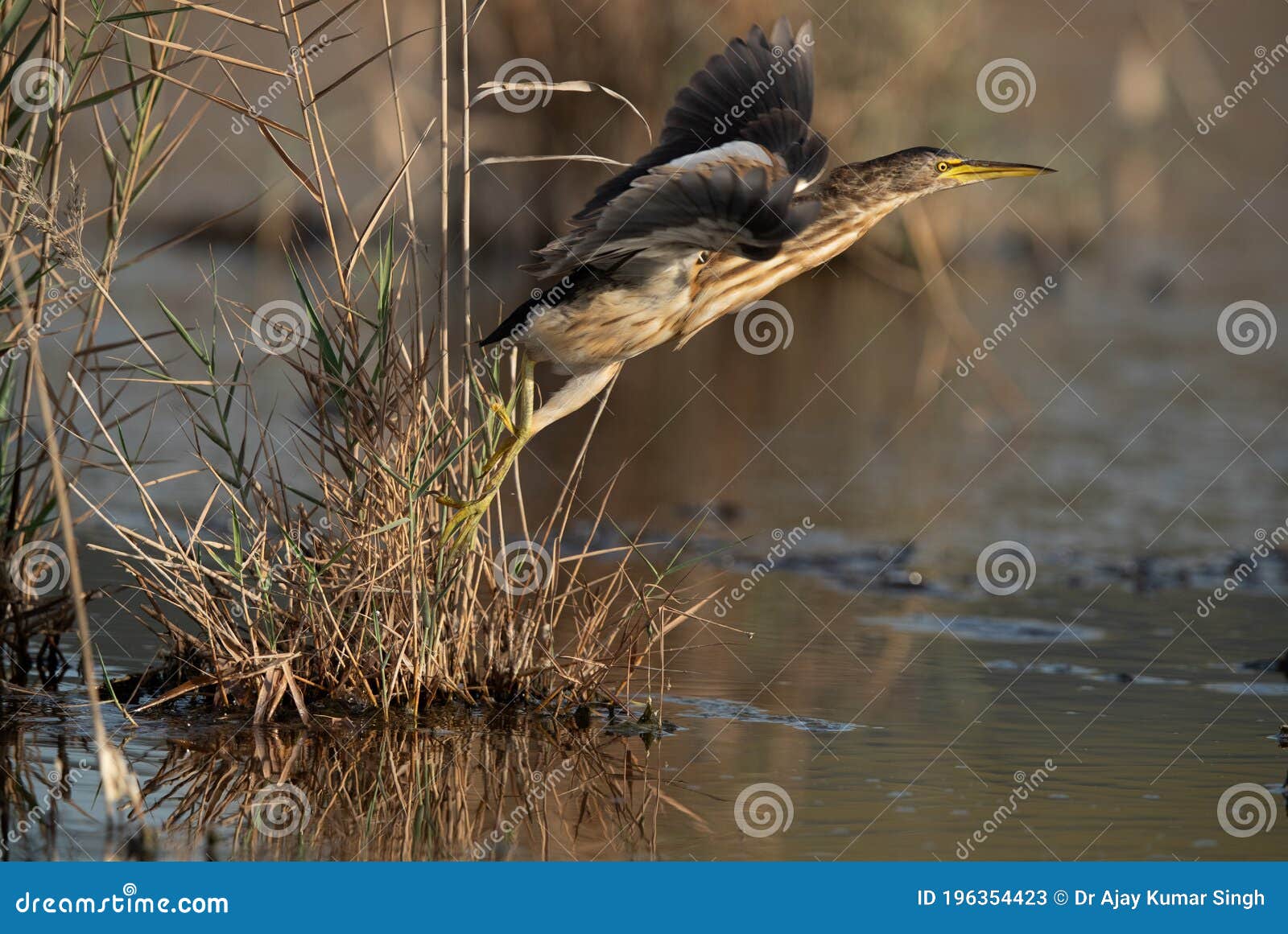 Little Bittern Takeoff at Asker Marsh, Bahrain Stock Image - Image of ...