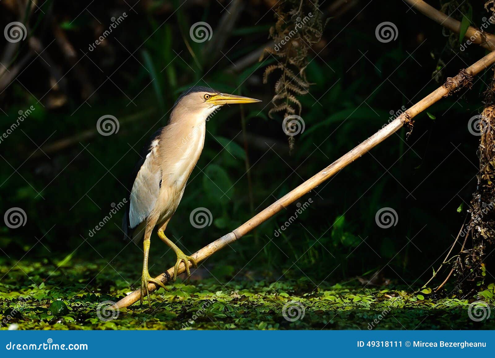 Little Bittern, Ixobrychus Minutus. An Adult Male Sits On A Branch ...