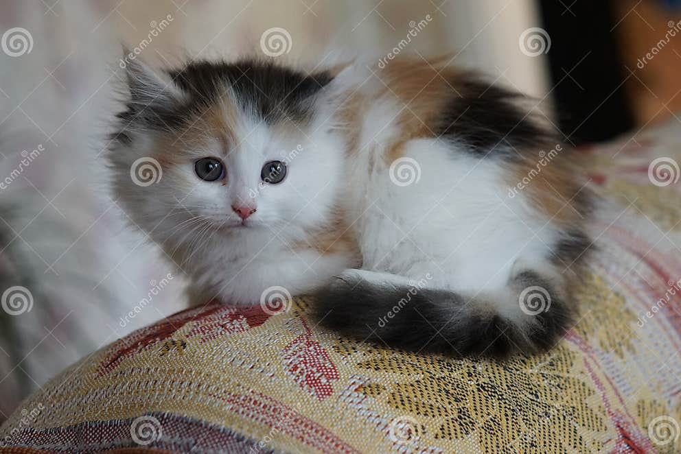 Little bitty kitten stock photo. Image of adorable, beauty - 74303086