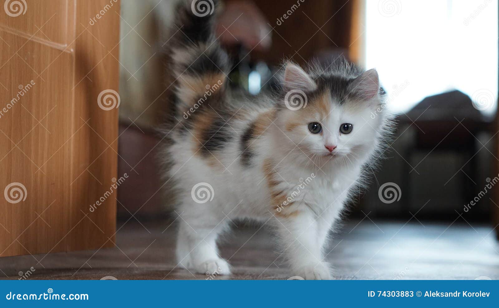 Little bitty kitten stock image. Image of fluffy, adorable - 74303883