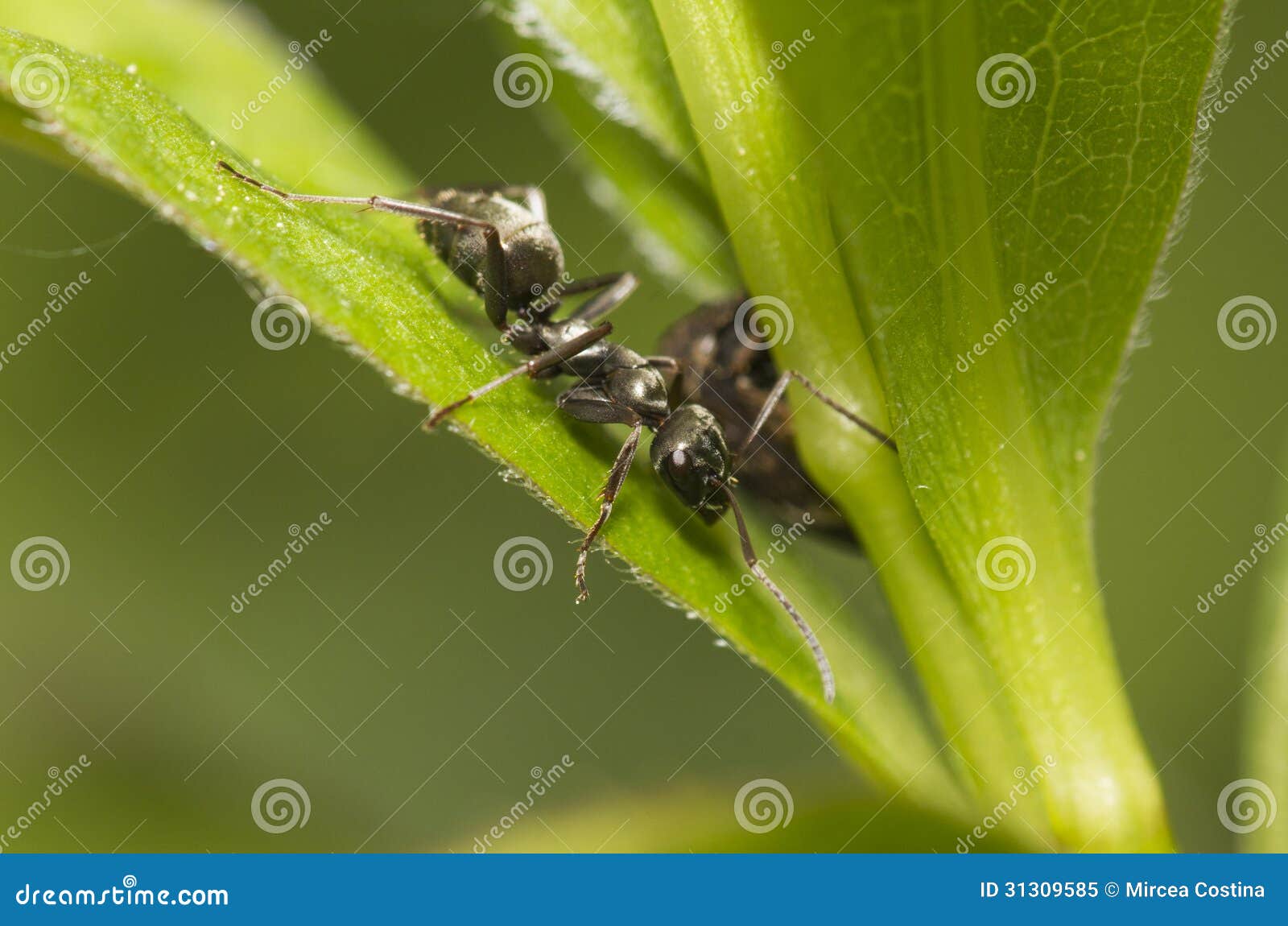 Little Black Ant stock image. Image of metallic, monomorium - 31309585