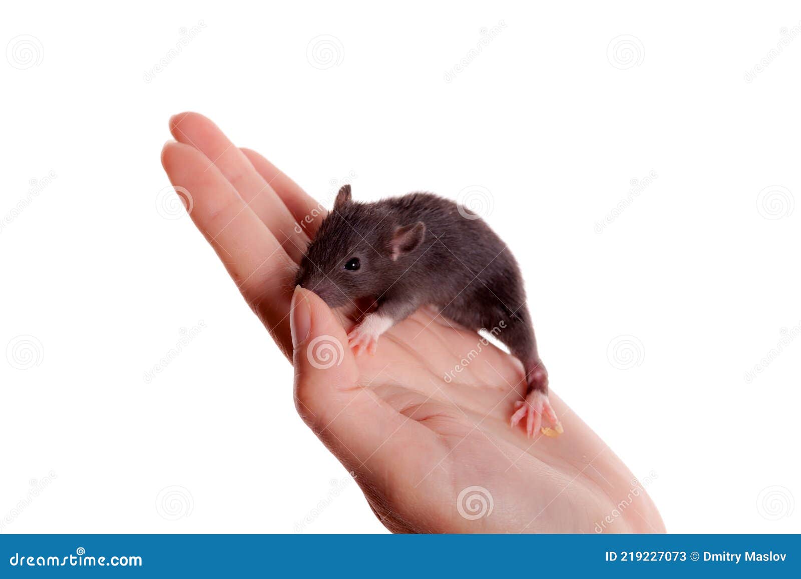 Little black baby rat stock image. Image of macro, hand - 219227073