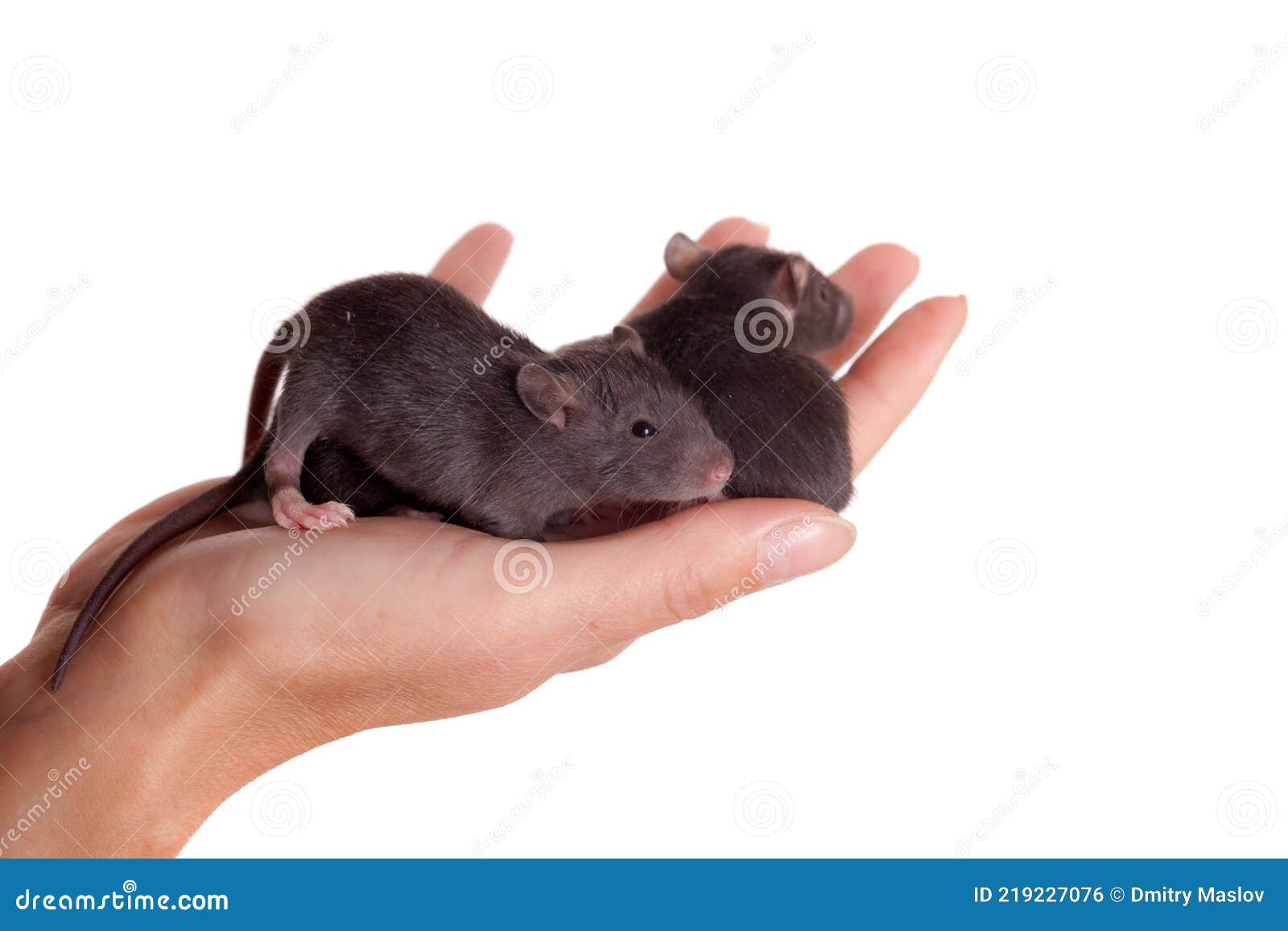Little black baby rats stock photo. Image of black, rodent - 219227076