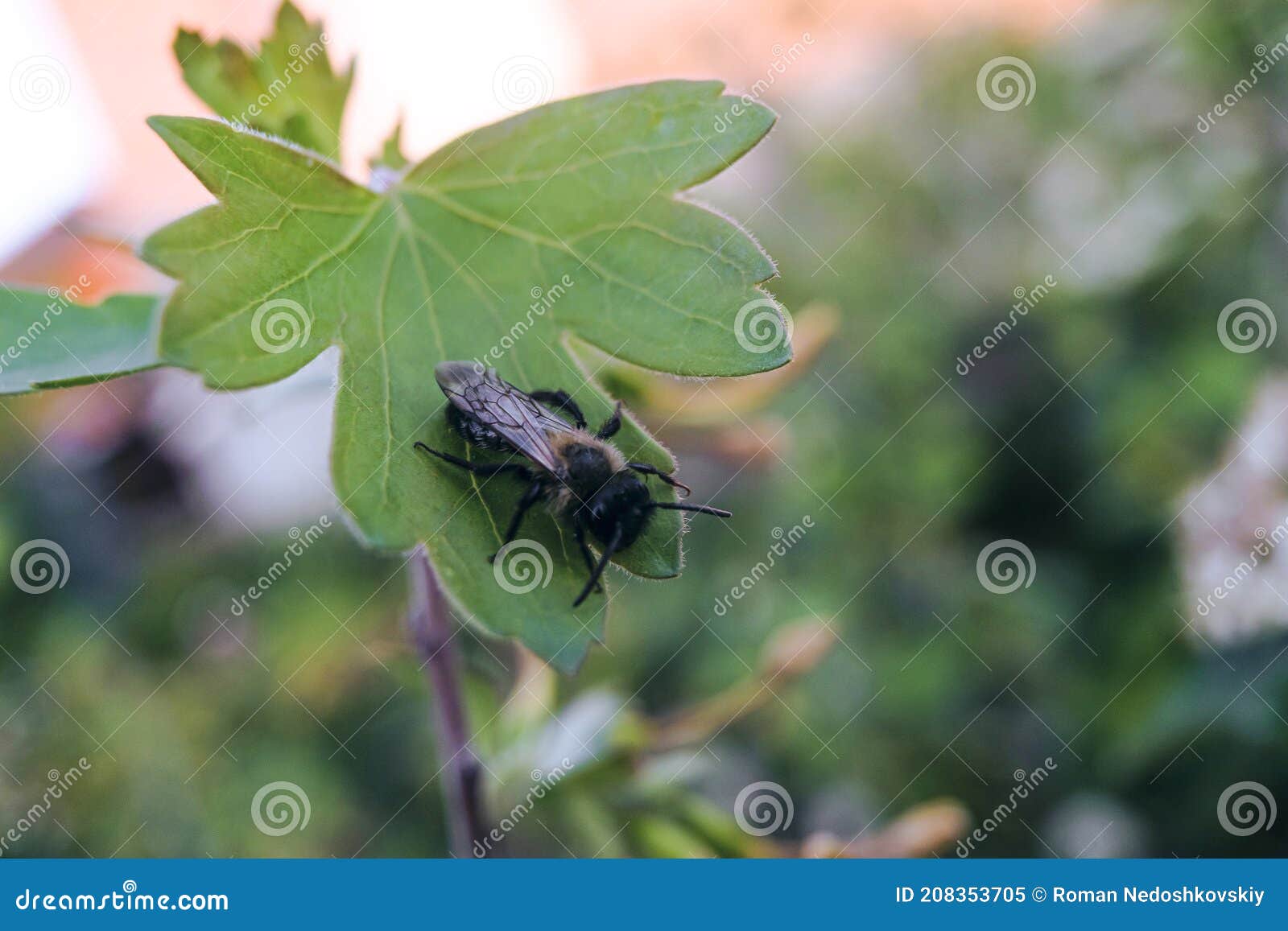 Little Black Bee on a Green Leaf in the Evening Stock Image - Image of ...