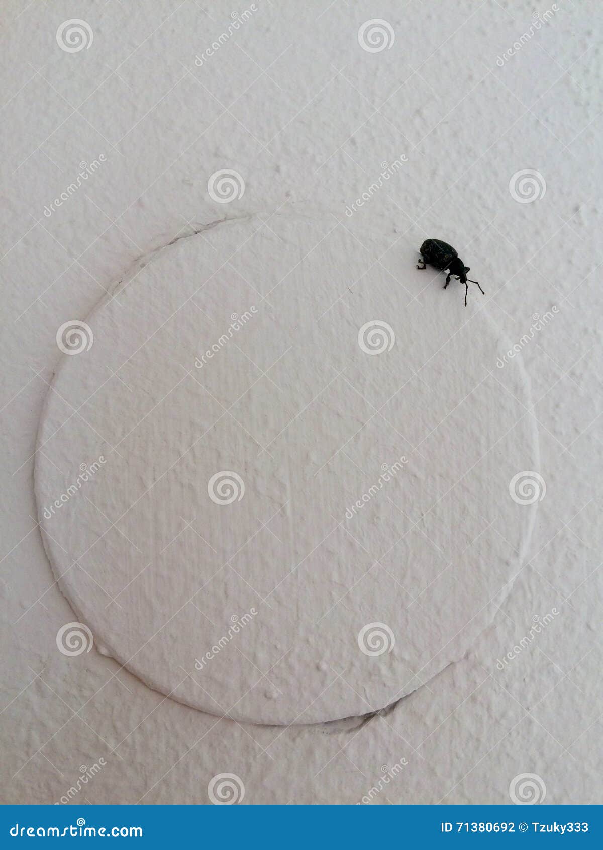 Little black bug on the stock photo. Image of little - 71380692
