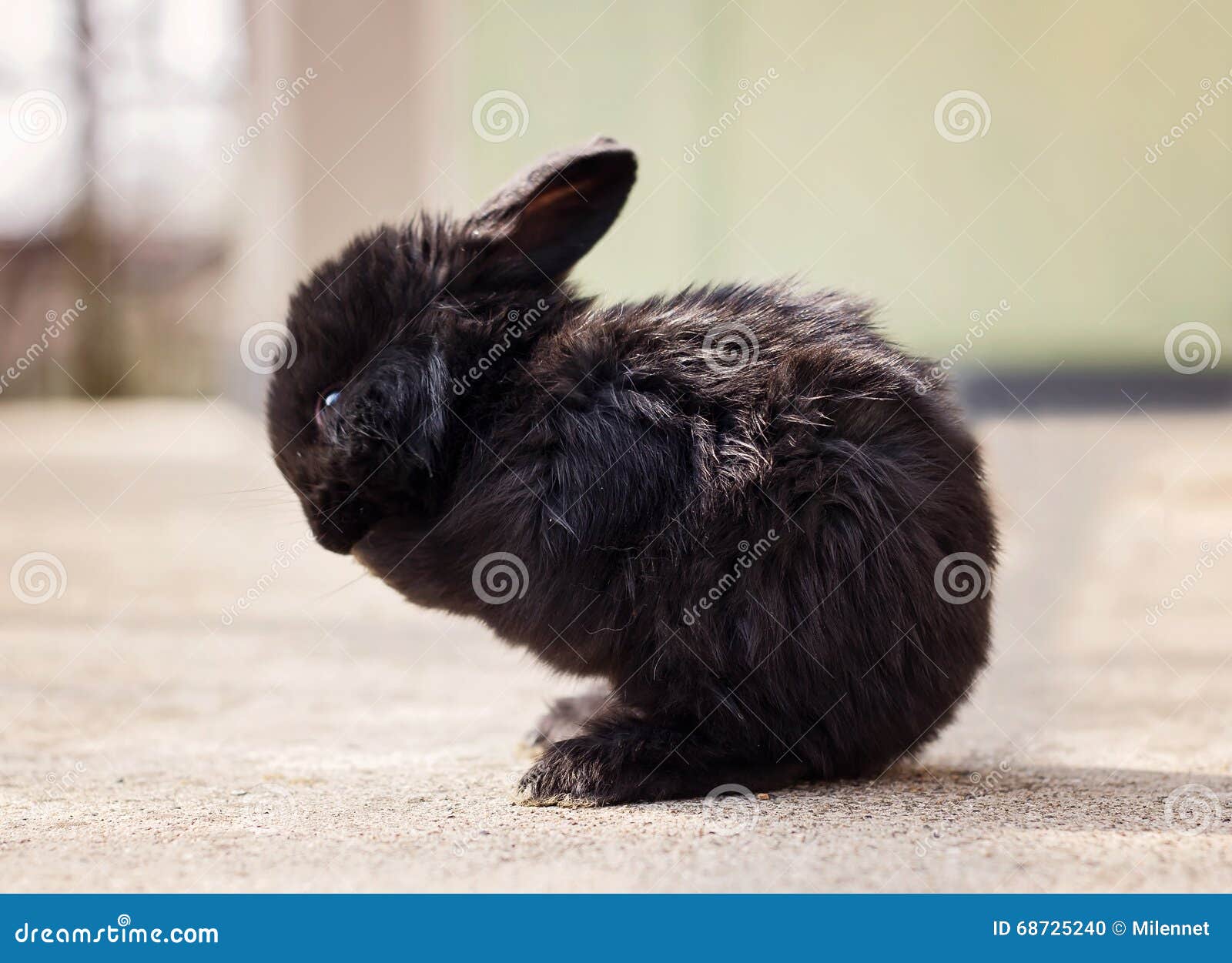 Little black bunny stock photo. Image of grey, buck, portrait - 68725240