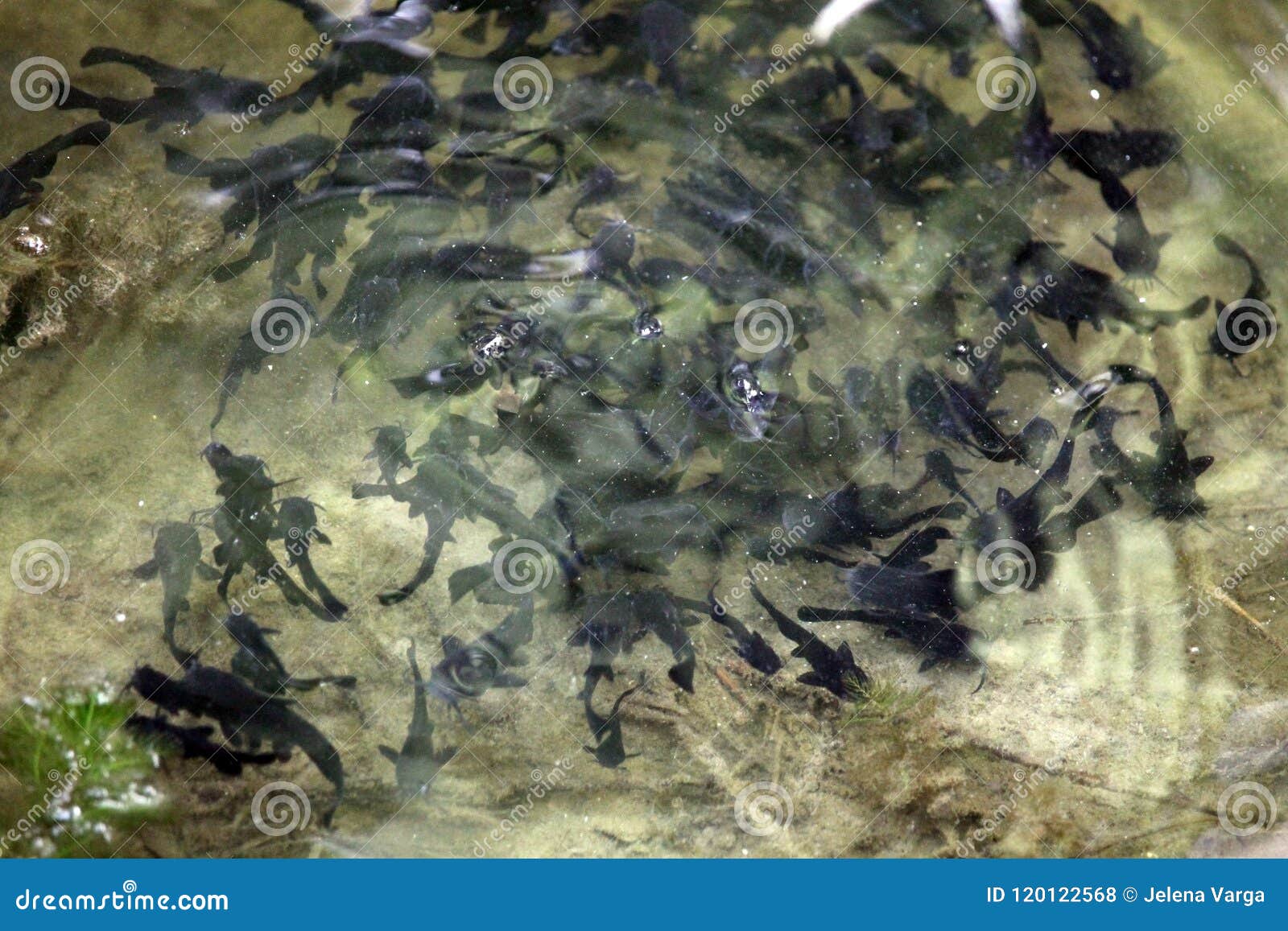 The little black catfish stock photo. Image of small - 120122568