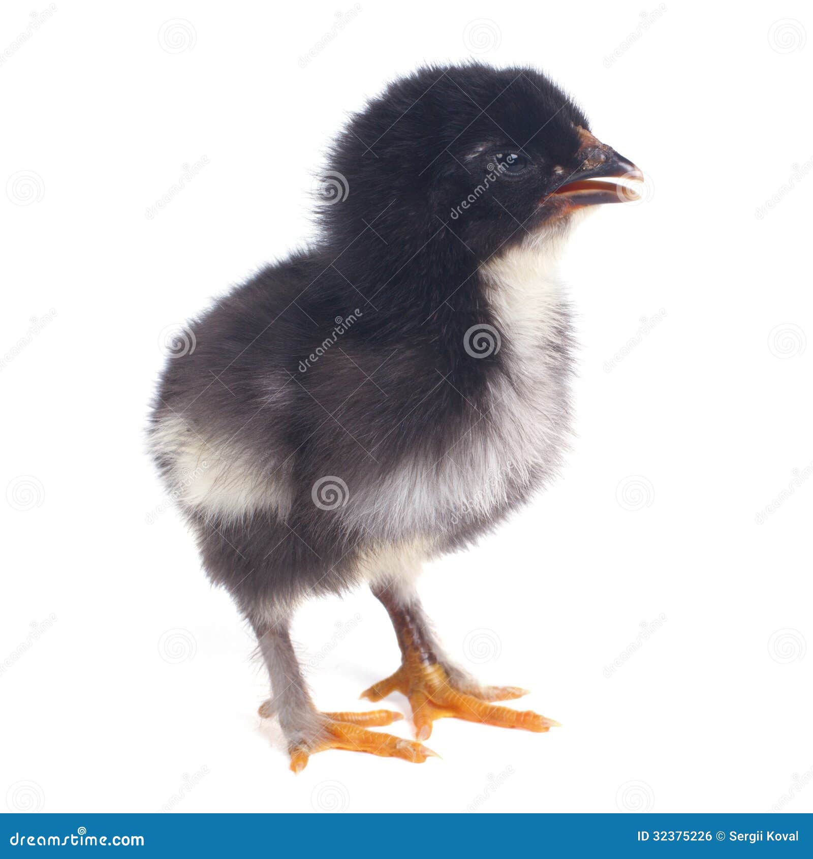 Little Black Chick with Open Beak Isolated Stock Photo - Image of ...