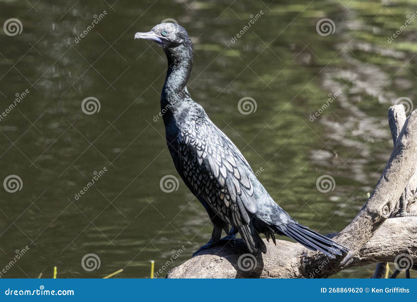 Little Black Cormorant stock photo. Image of wildlife - 268869620