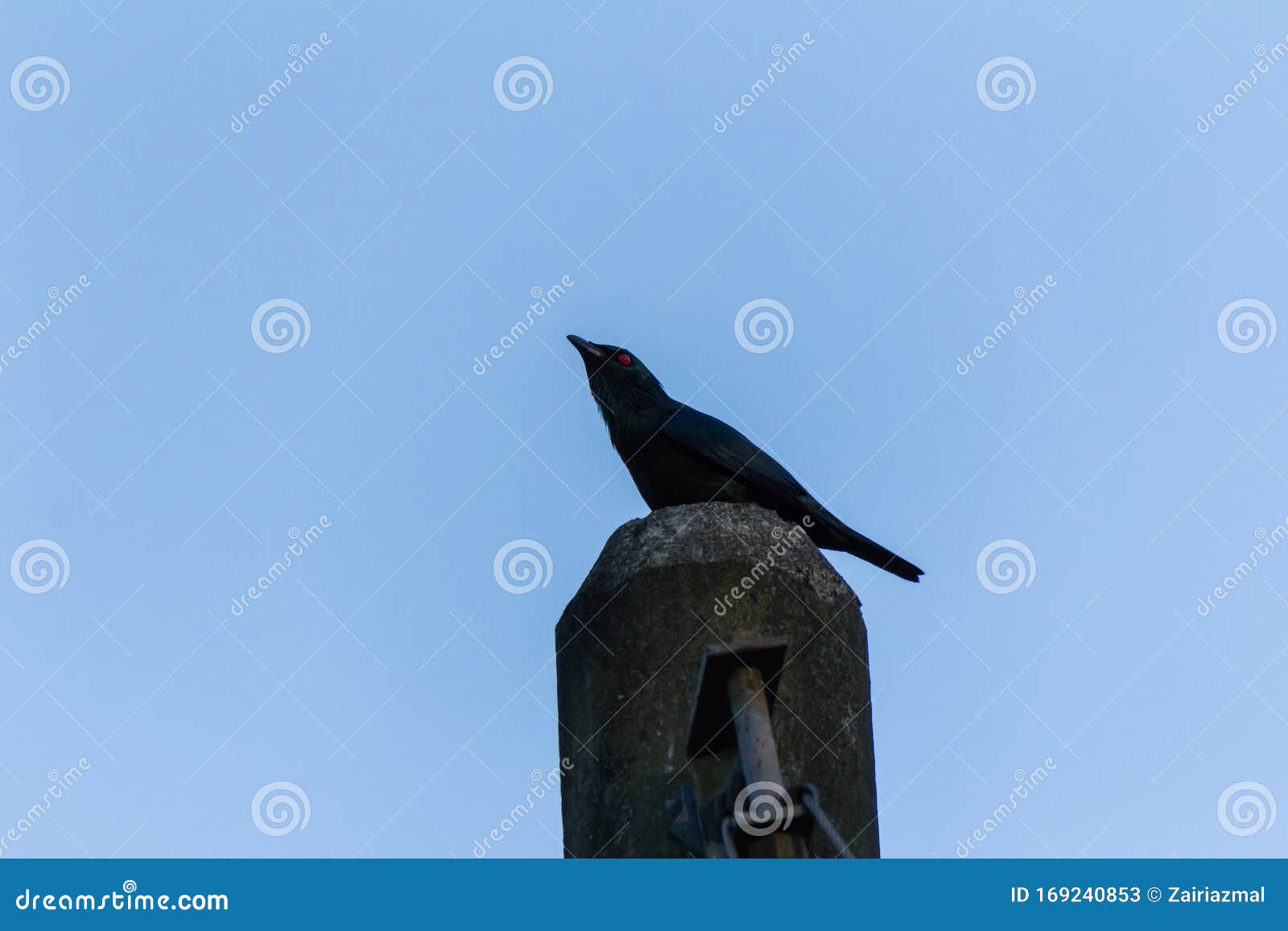 Little Black Crow in Nature Stock Image - Image of bird, beautiful ...