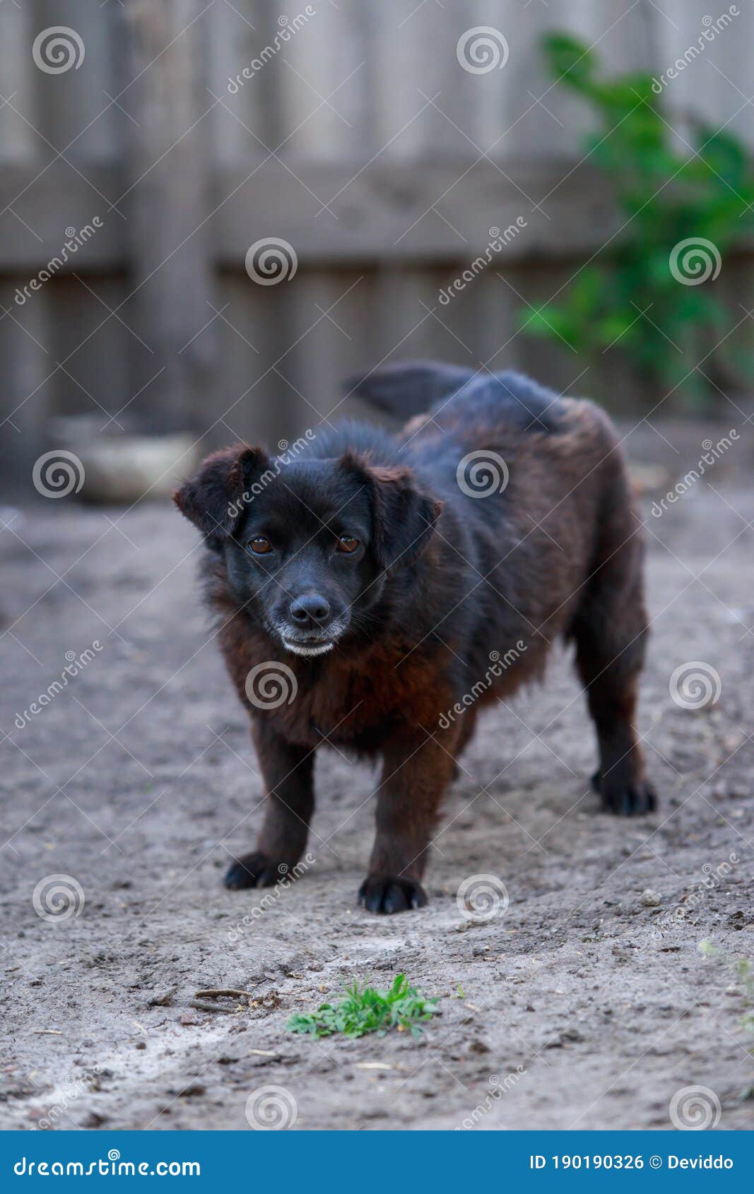 Little black dog stock photo. Image of outdoor, hair - 190190326