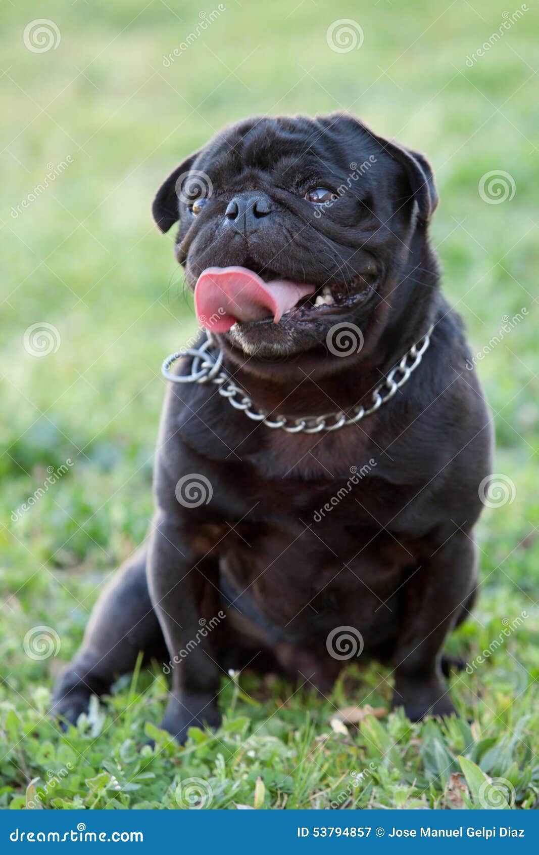 Little Black Dog in the Park Stock Image - Image of lawn, carlino: 53794857