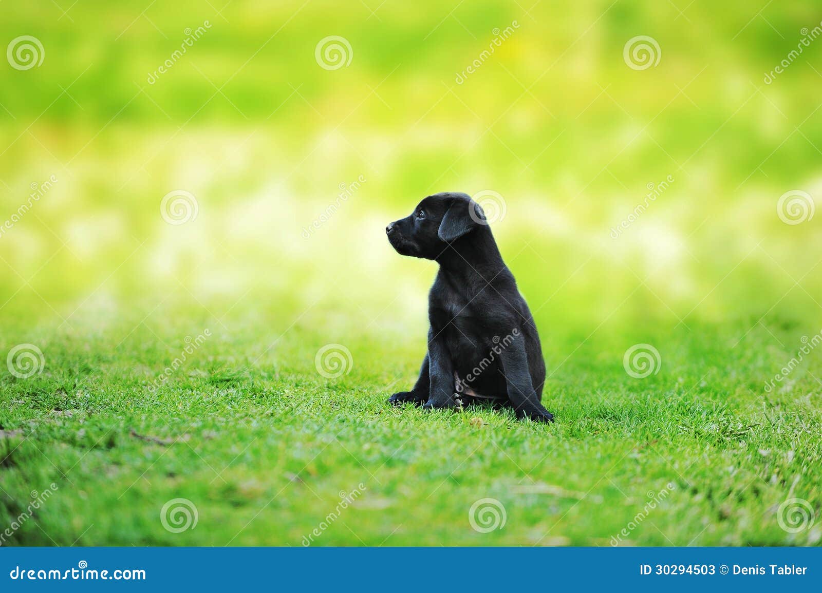 Little black dog stock image. Image of trained, dirty - 30294503