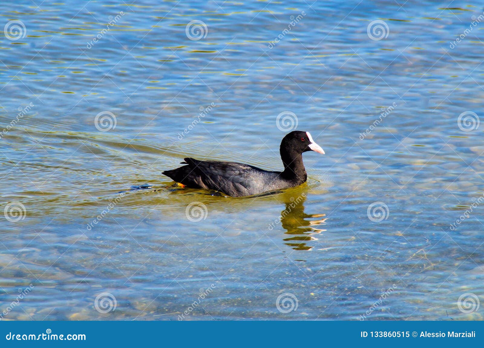 Little White Beak Black Duck Stock Image - Image of animal, river ...