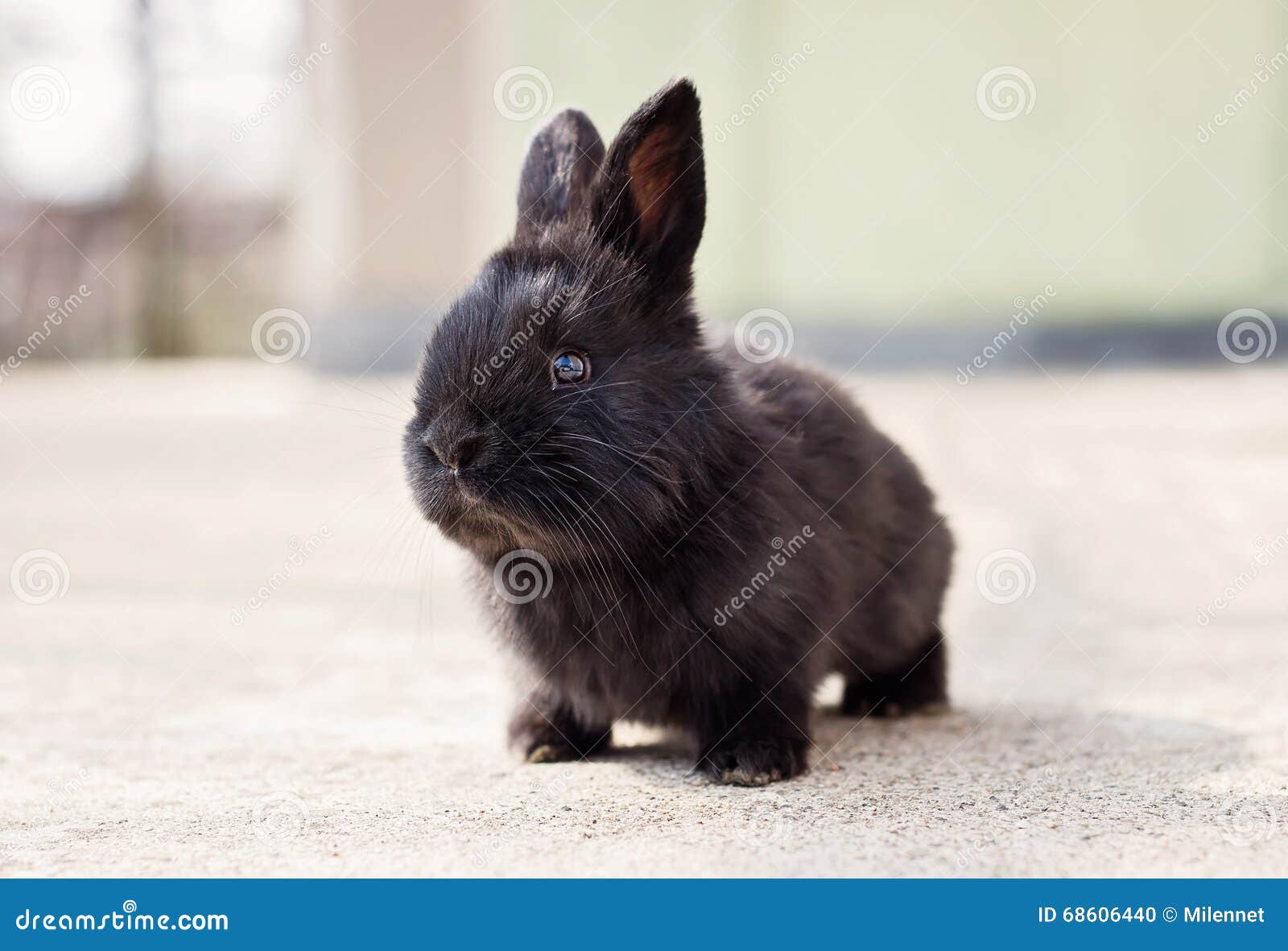 Little black fluffy bunny stock photo. Image of animals - 68606440