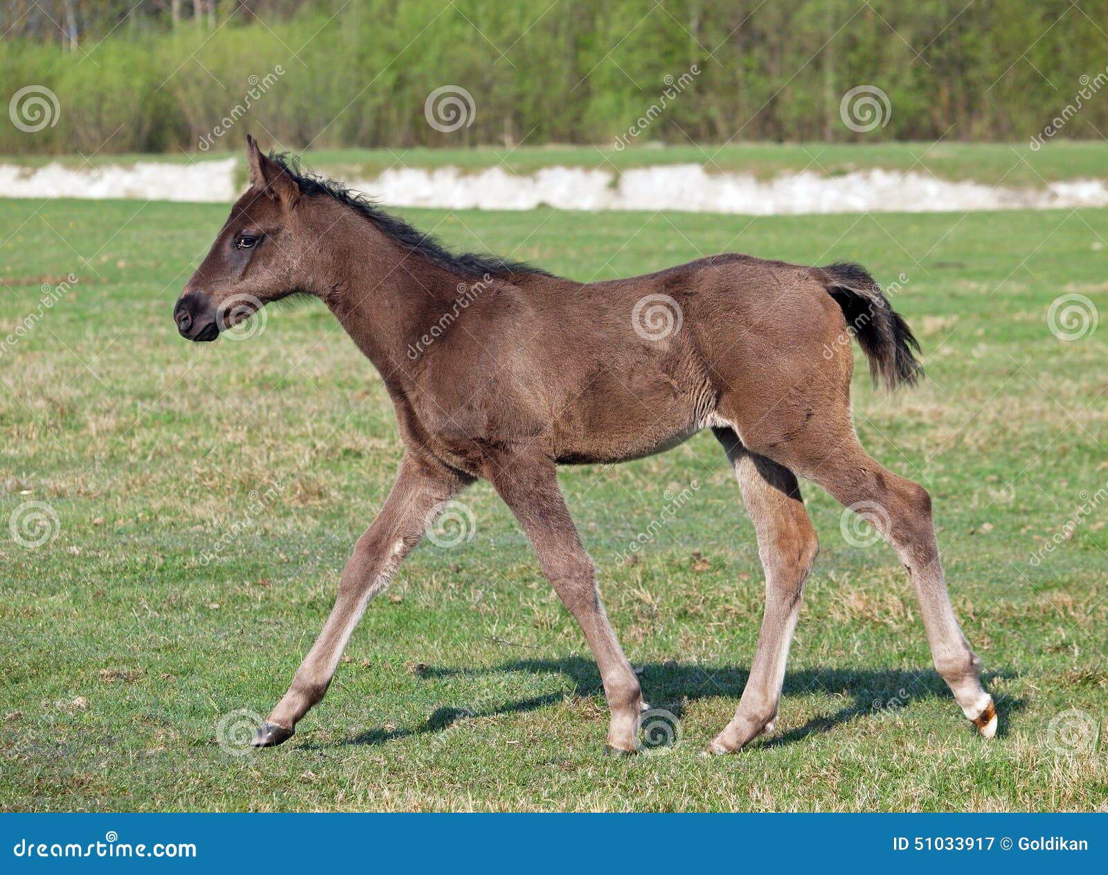 Little Black Foal on Green Meadow Stock Image - Image of green, pets ...