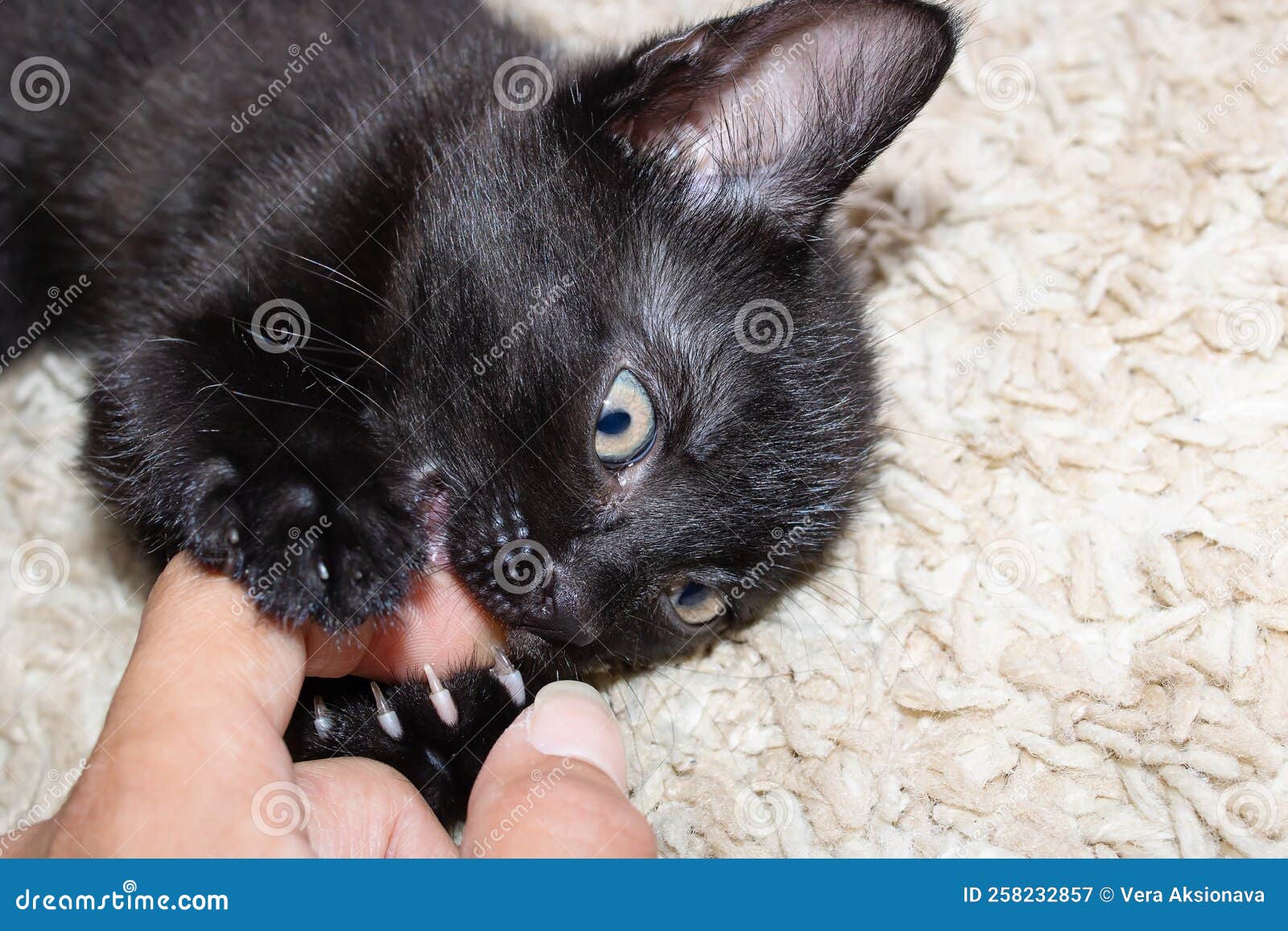 Little Black Kitten Bites a Man`s Finger Stock Image - Image of hand ...