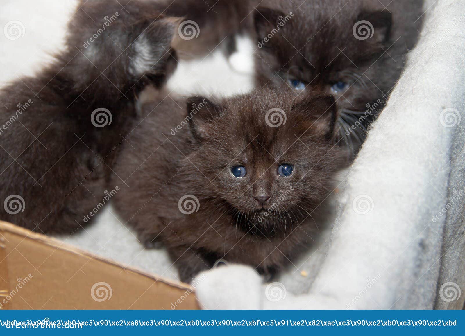 Little Black Kitten in a Box. Pets Stock Photo - Image of cozy, home ...