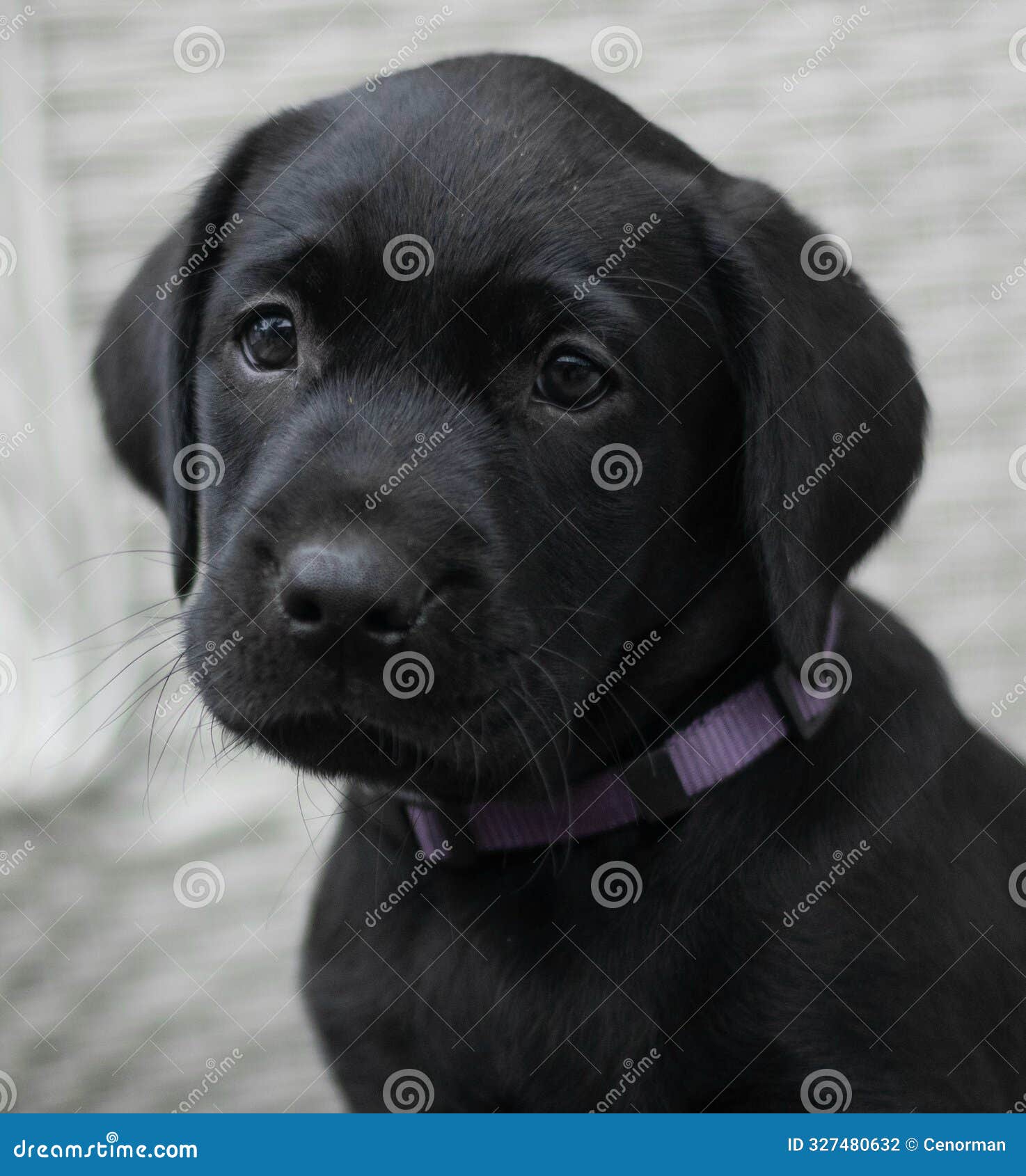 Little Black Labrador Puppy Dog Stock Photo - Image of labrador, labr ...