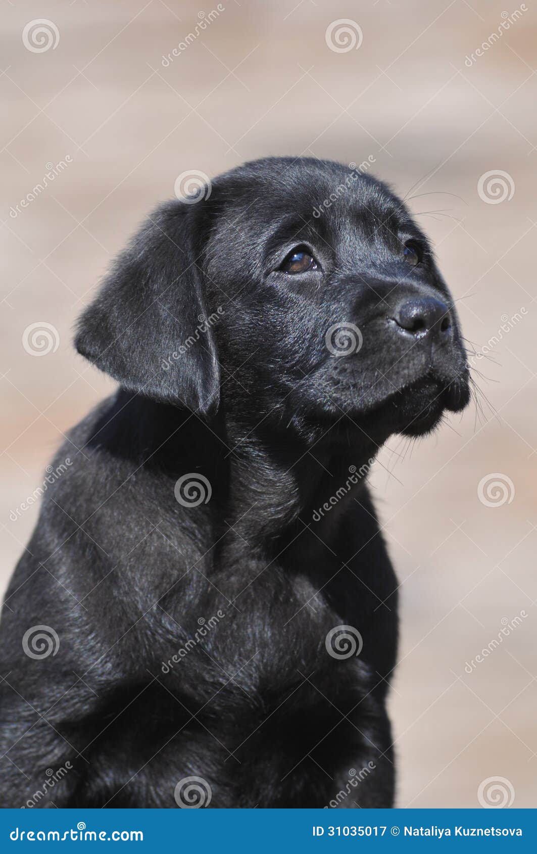 Little Black Labrador Puppy Stock Image - Image of labrador, interested ...