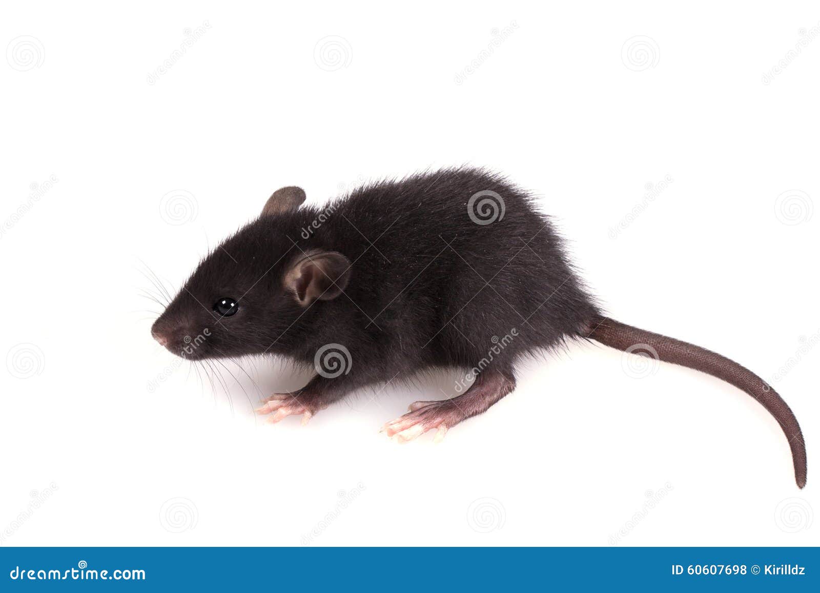 Little Black Mouse on a White Background Stock Photo - Image of gerbil ...