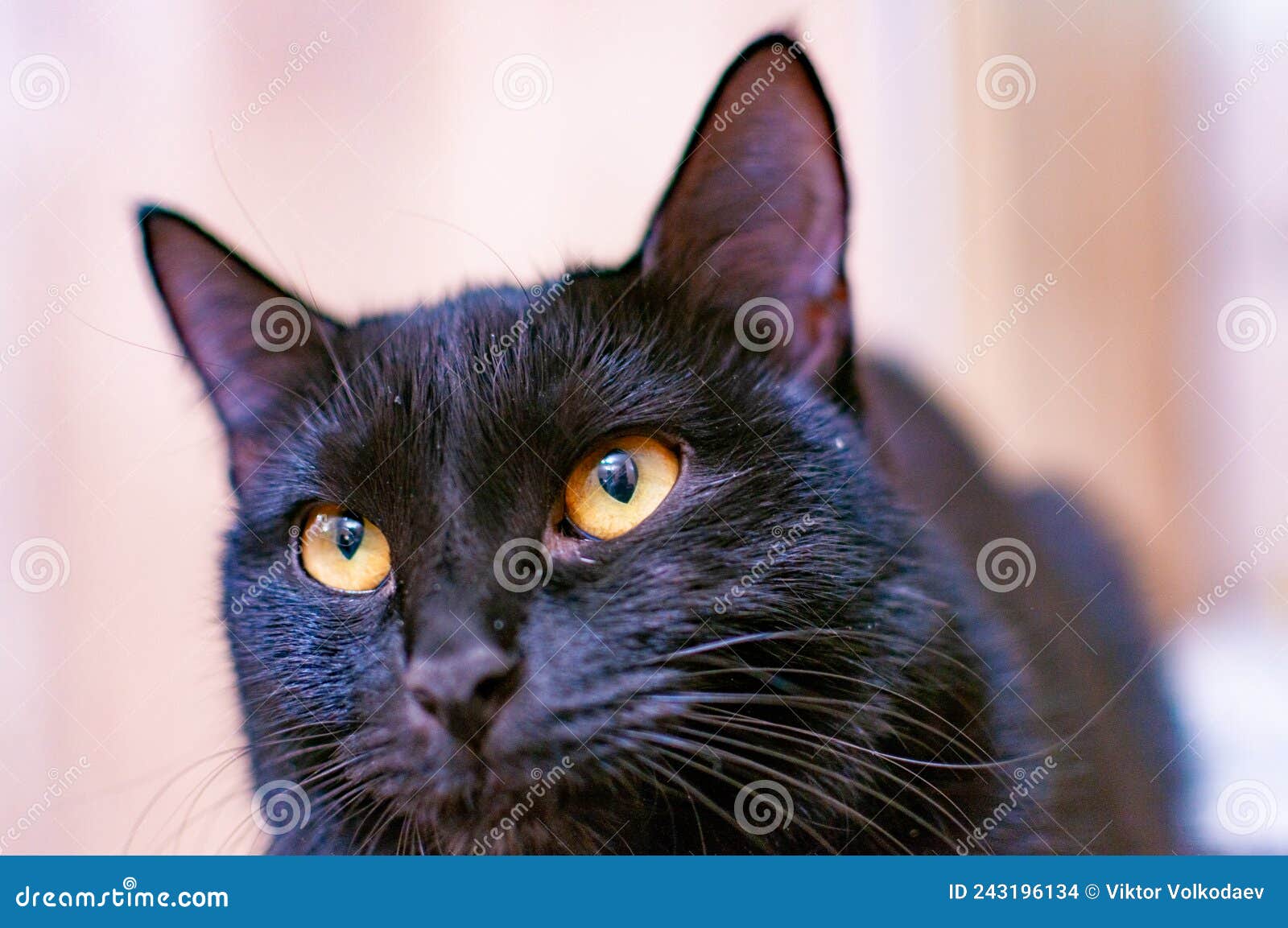 The little black panther! stock photo. Image of black - 243196134
