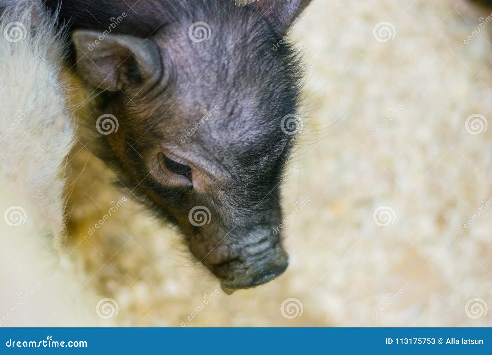 Little black pig stock image. Image of nickle, eyes - 113175753