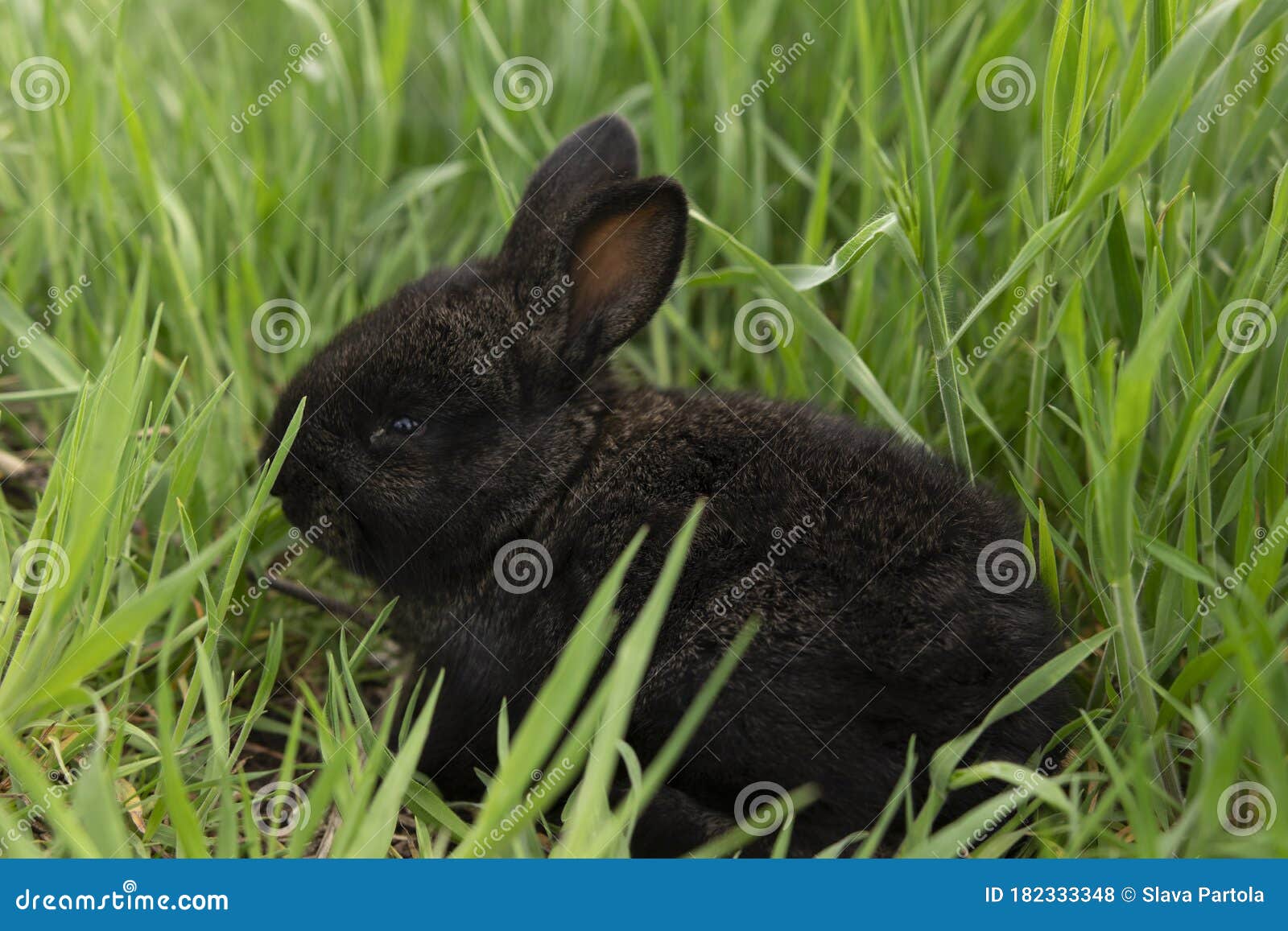 Little Black Rabbit on Green Grass on a Summer Day Stock Photo - Image ...