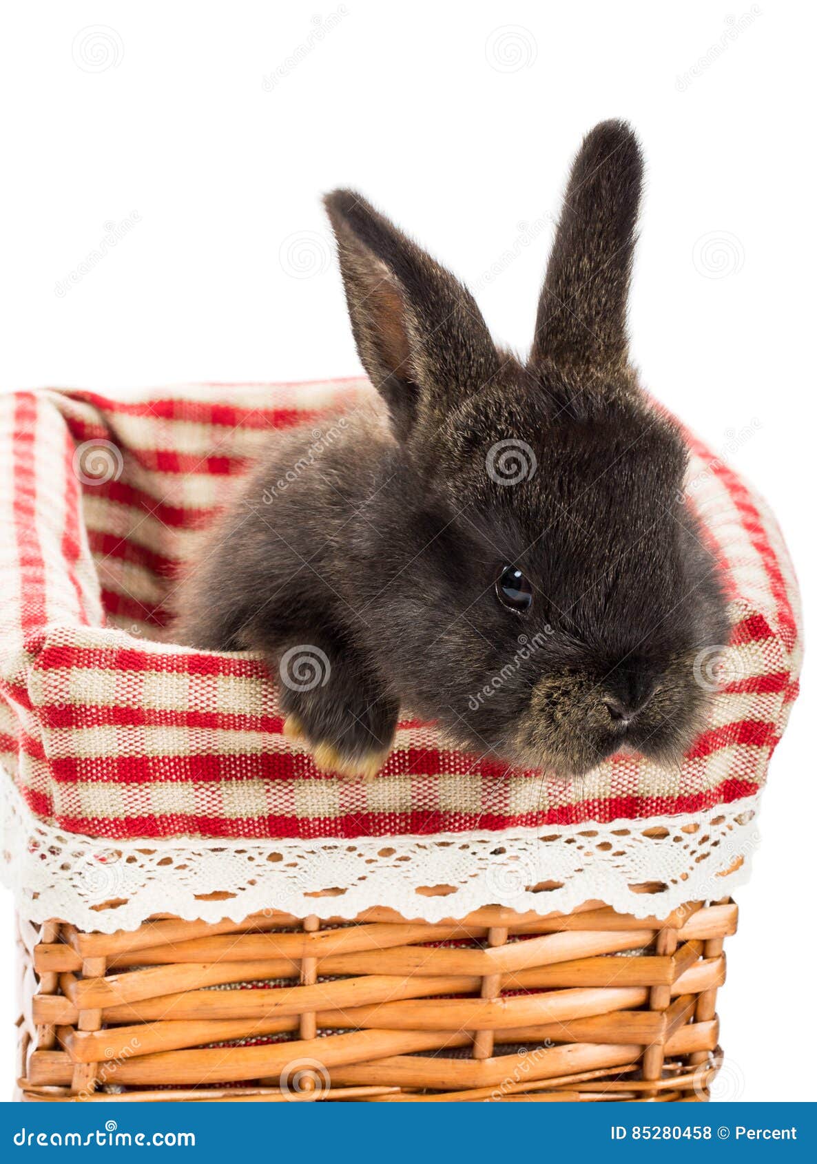 Little Black Rabbit Sitting in Basket Stock Photo - Image of bunny ...