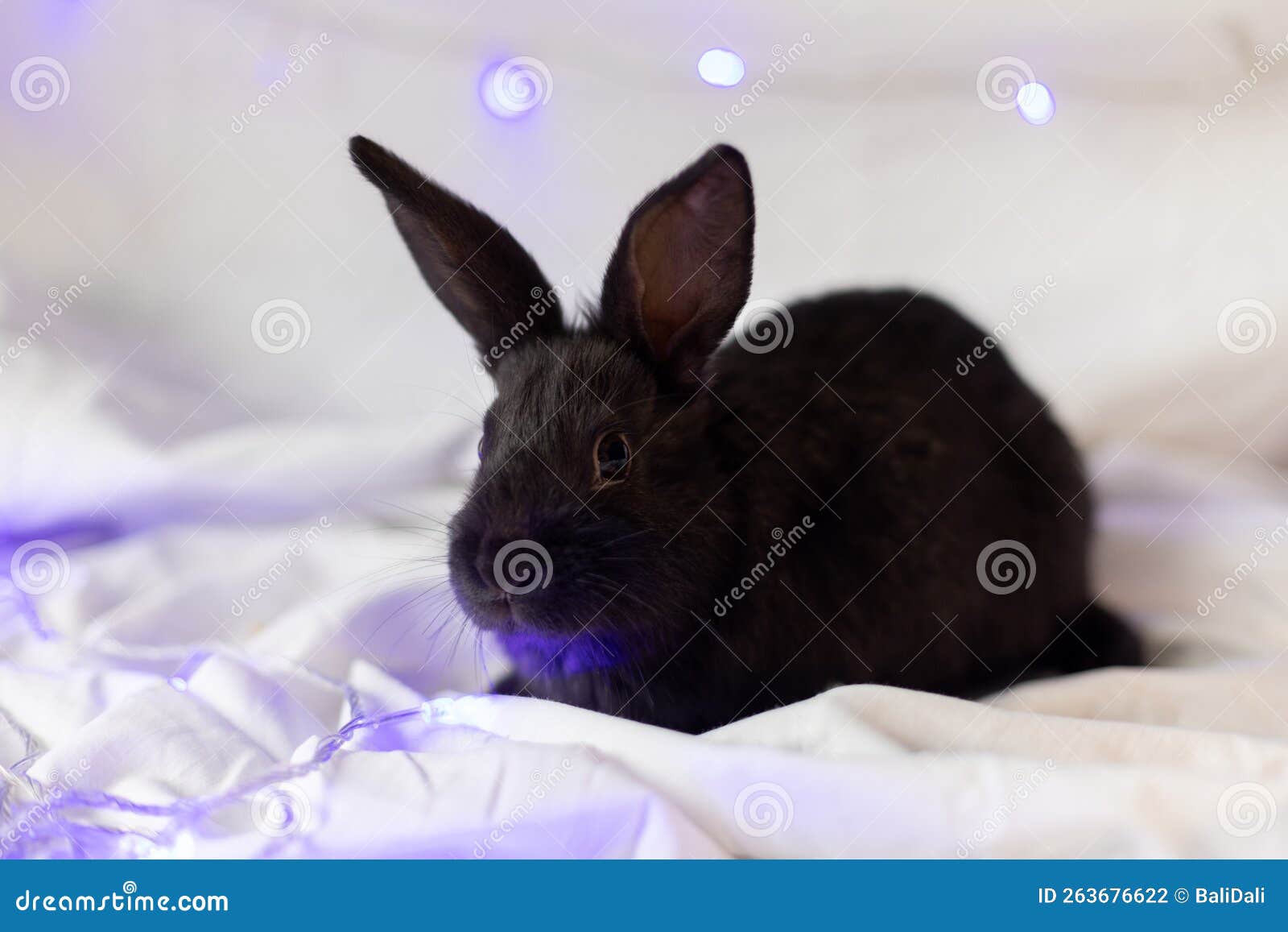Little Black Rabbit on a White Background with Blue Christmas Lights ...