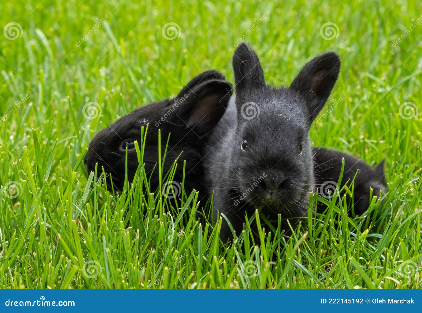 Little Black Rabbits in the Green Grass Stock Photo - Image of rabbit ...
