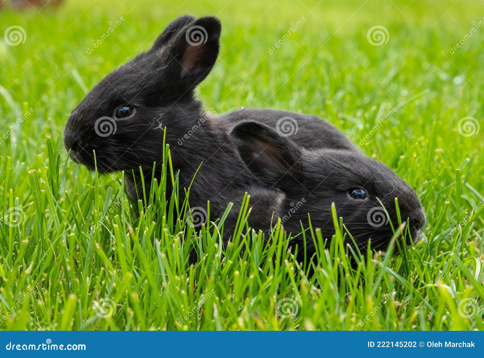 Little Black Rabbits in the Green Grass Stock Photo - Image of garden ...