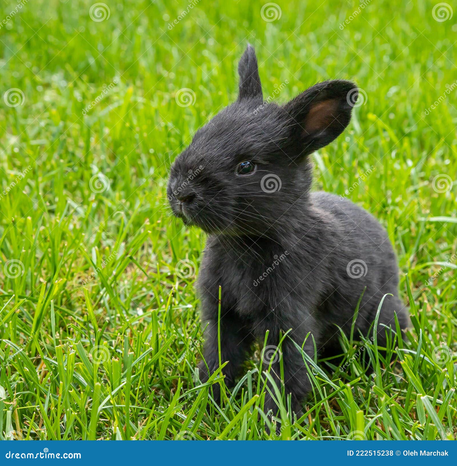 Little Black Rabbits in the Green Grass Stock Photo - Image of farm ...