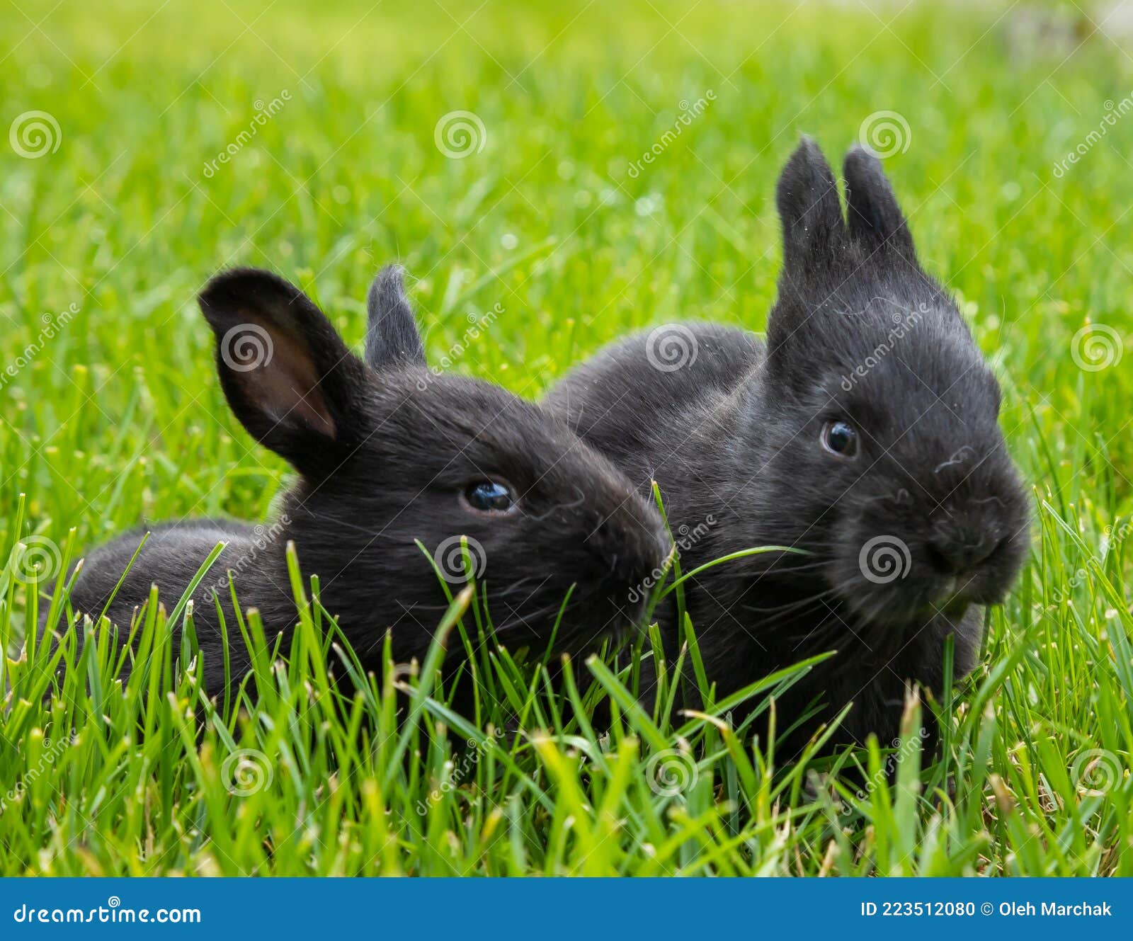 Little Black Rabbits in the Grass Stock Photo - Image of garden, grass ...