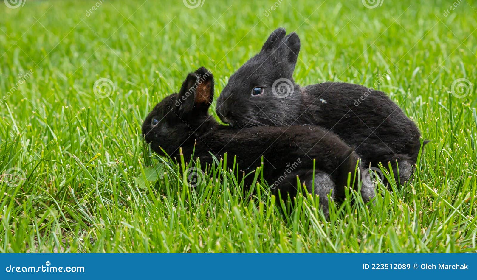 Little Black Rabbits in the Grass Stock Image - Image of nature, animal ...
