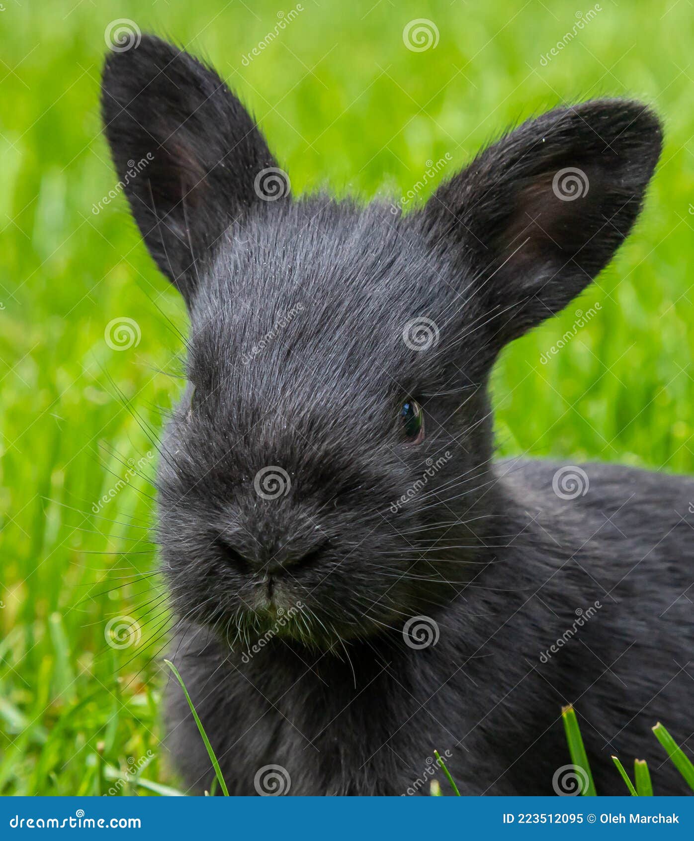 Two Black Rabbits Sit With Confetti Isolated On White Background. Hare ...
