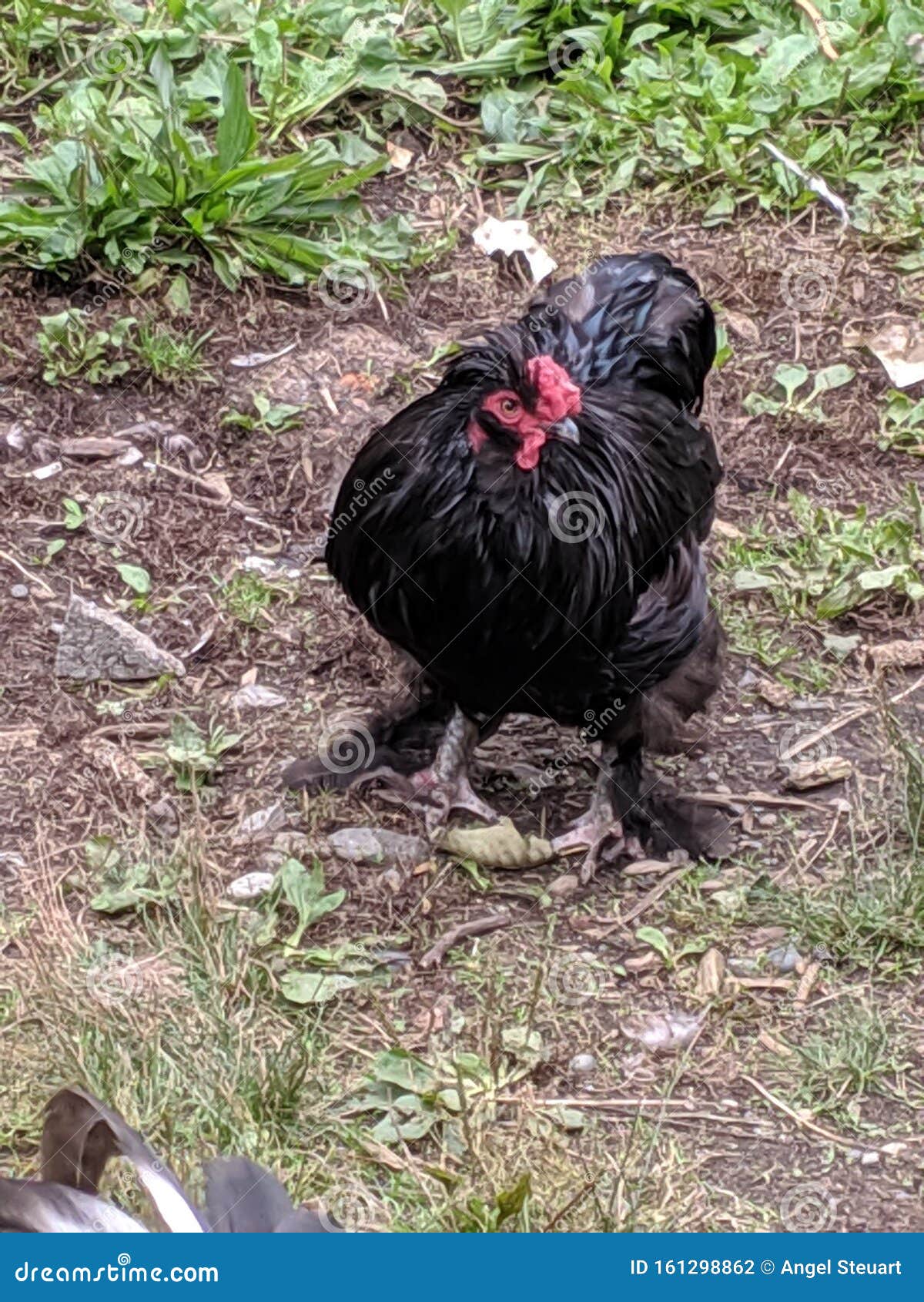Little Black Rooster stock photo. Image of northwest - 161298862