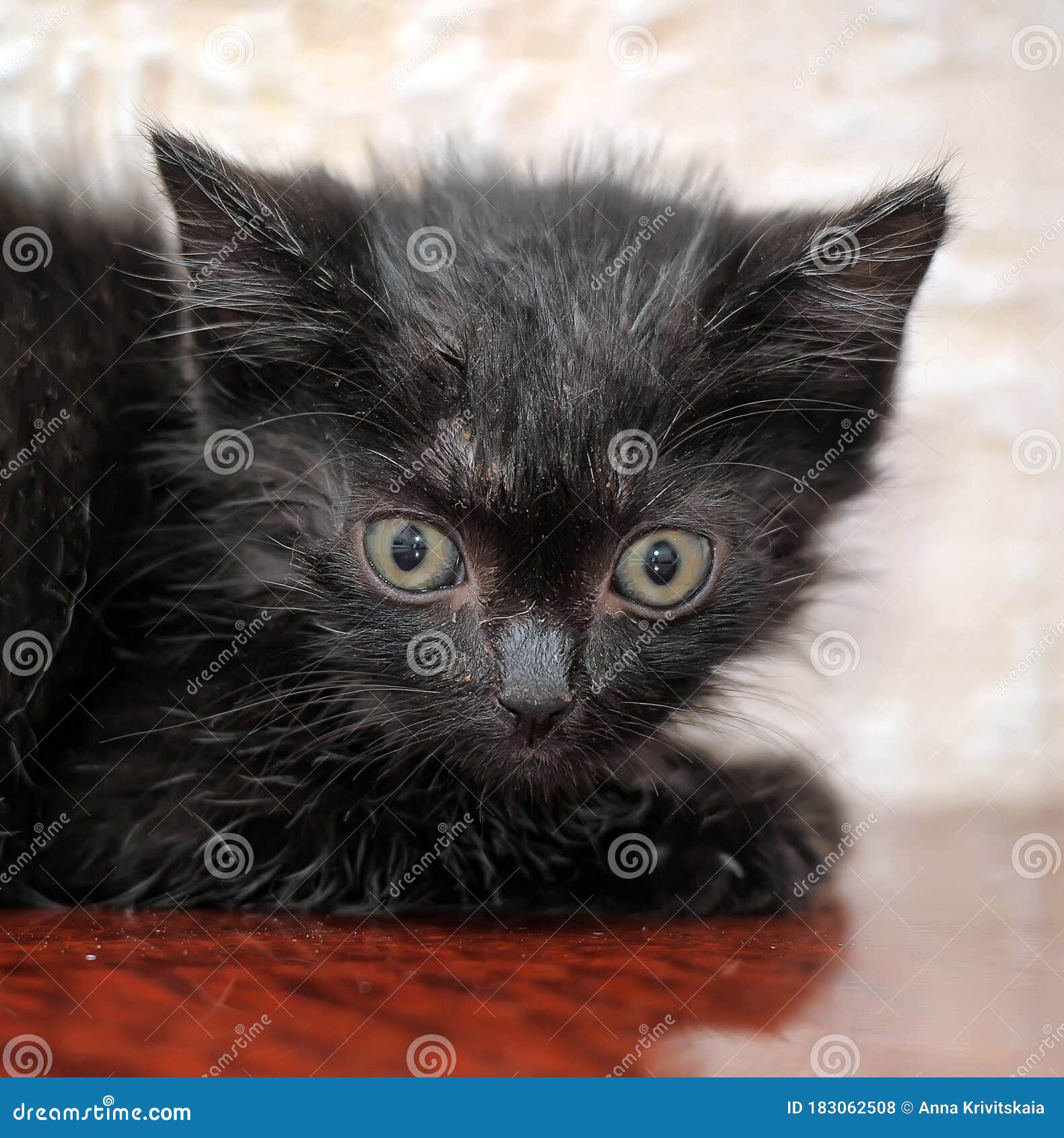Little black scared kitten stock photo. Image of little - 183062508