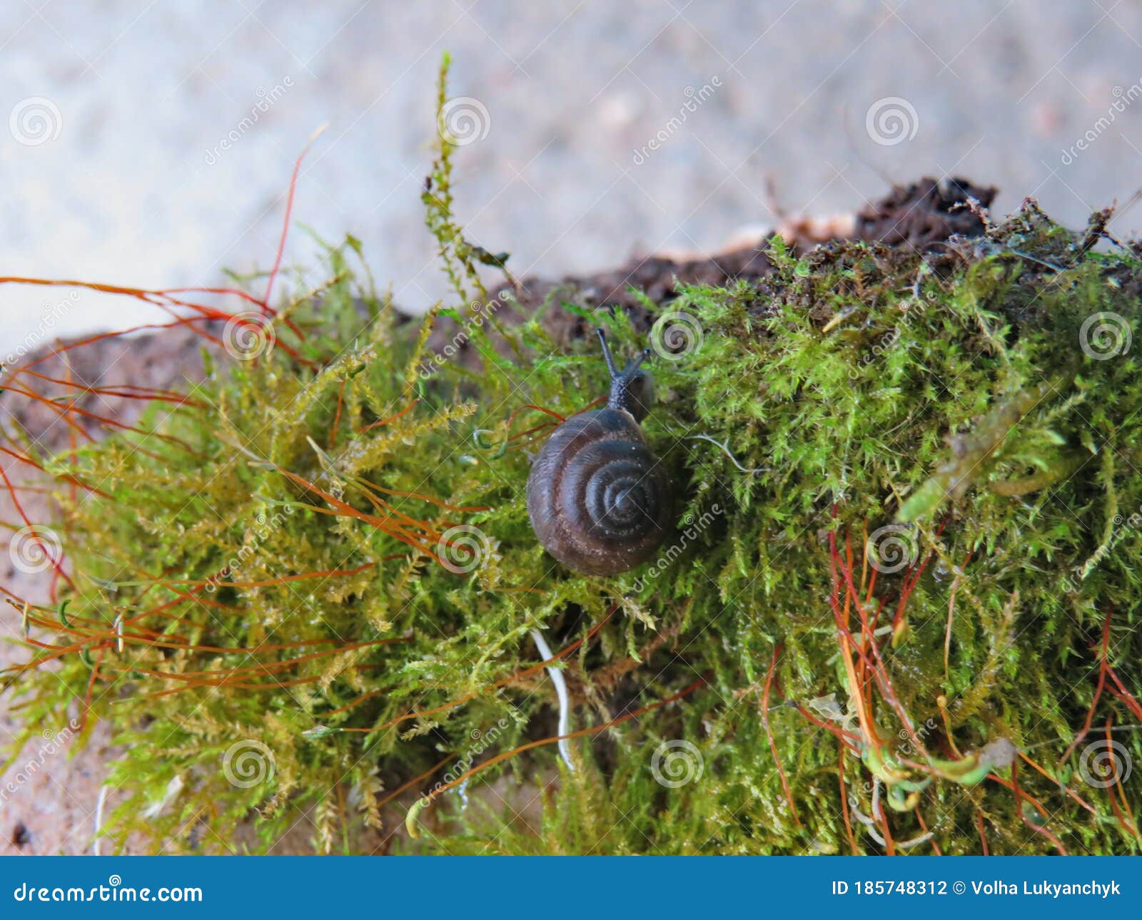 Little Black Snail on the Moss Stock Photo - Image of crawls, green ...