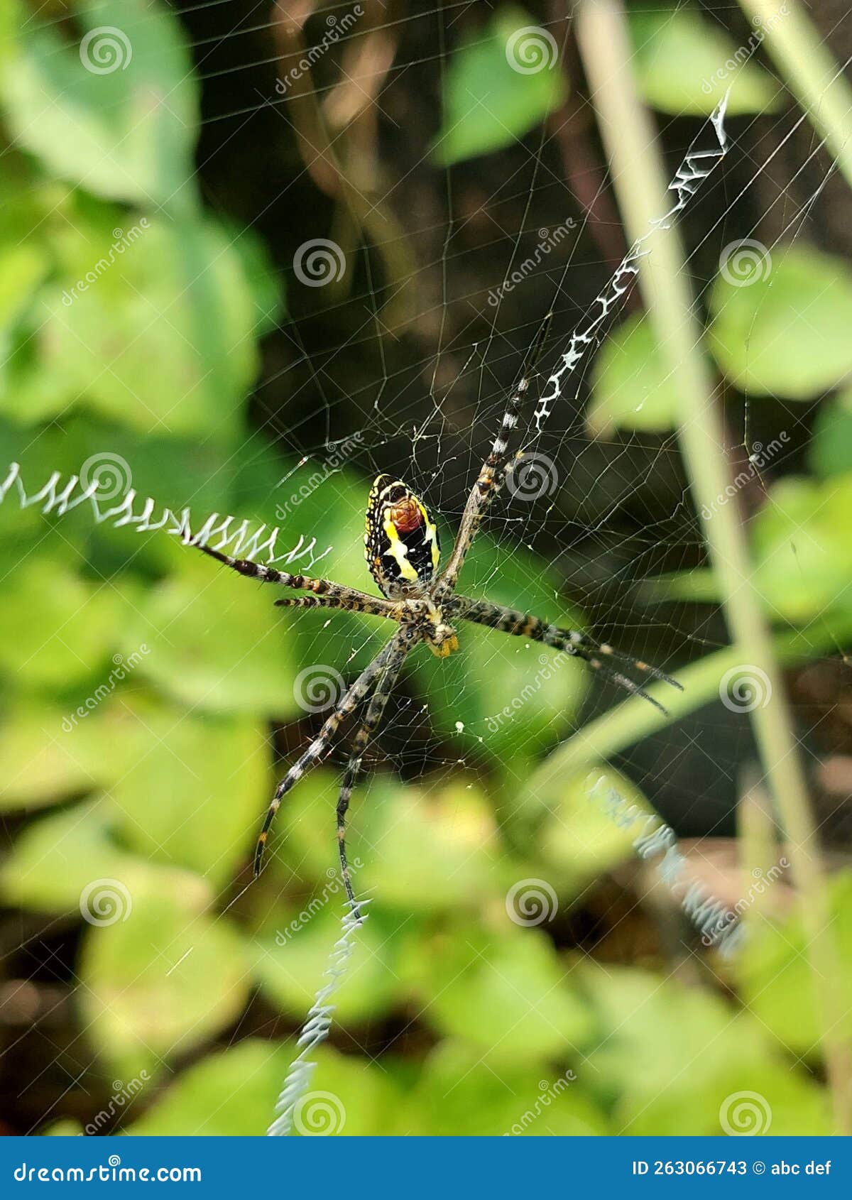 Little spider stock image. Image of spider, arthropod - 263066743