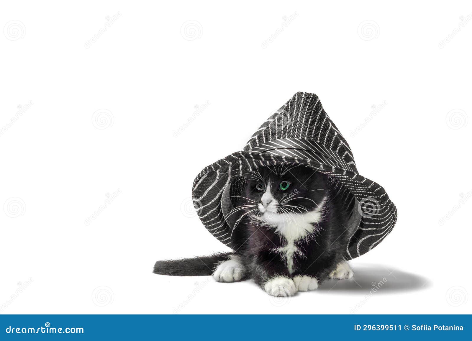 Little Black and White Kitten is Hiding Under a Hat on a White ...